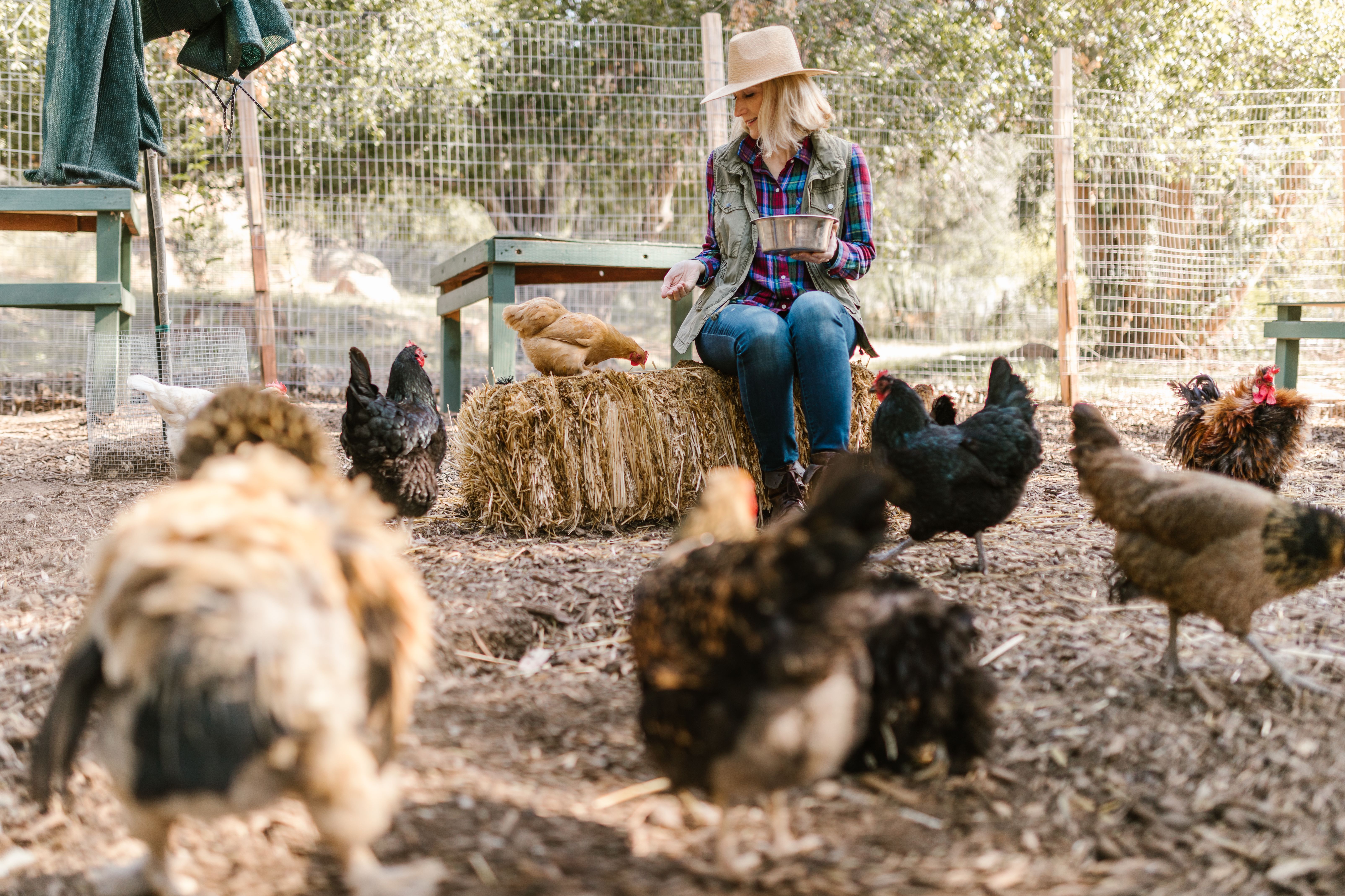 Woman Feeding the Chickens · Free Stock Photo