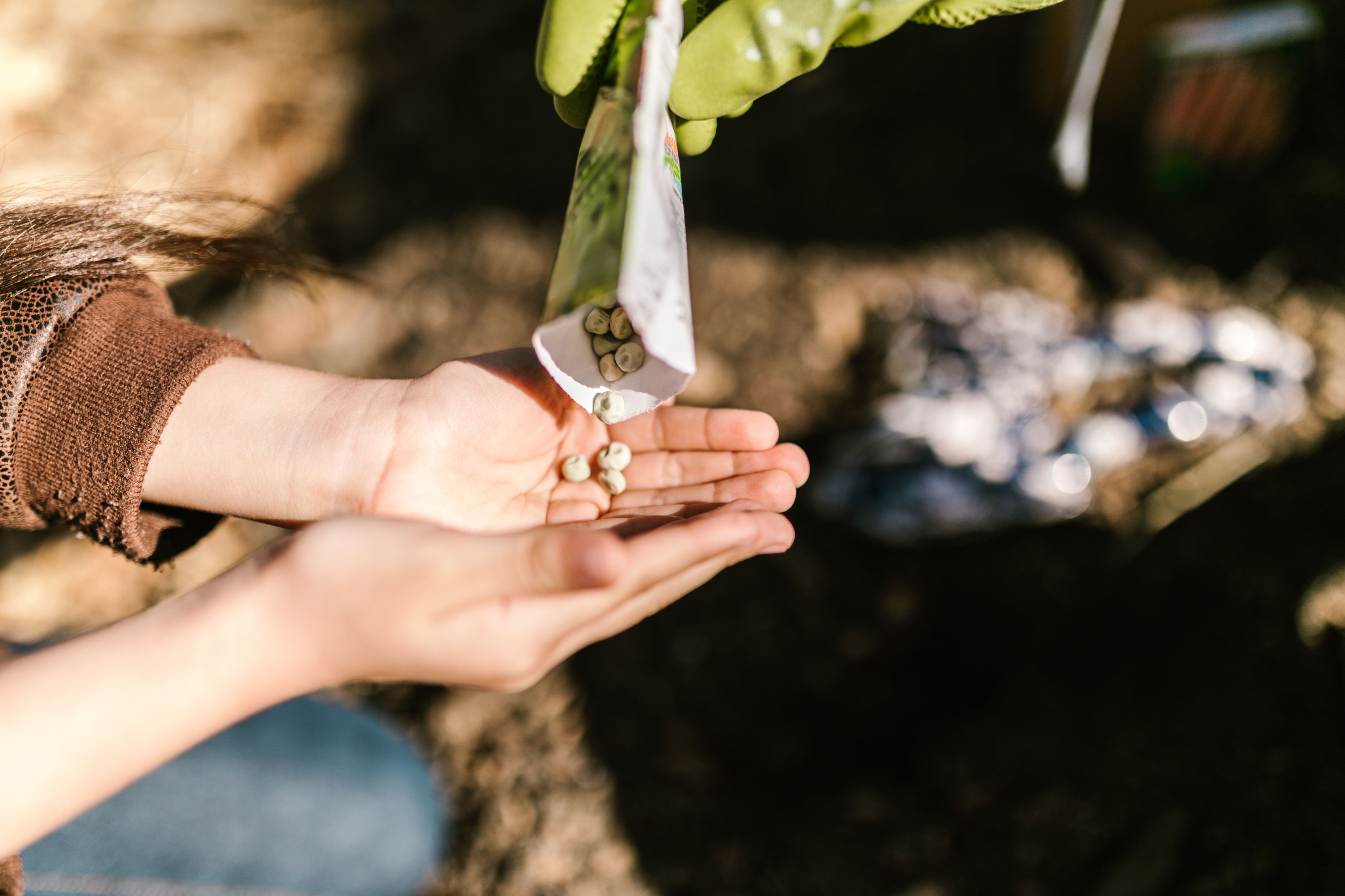 Person Catching Seeds From a Packet · Free Stock Photo