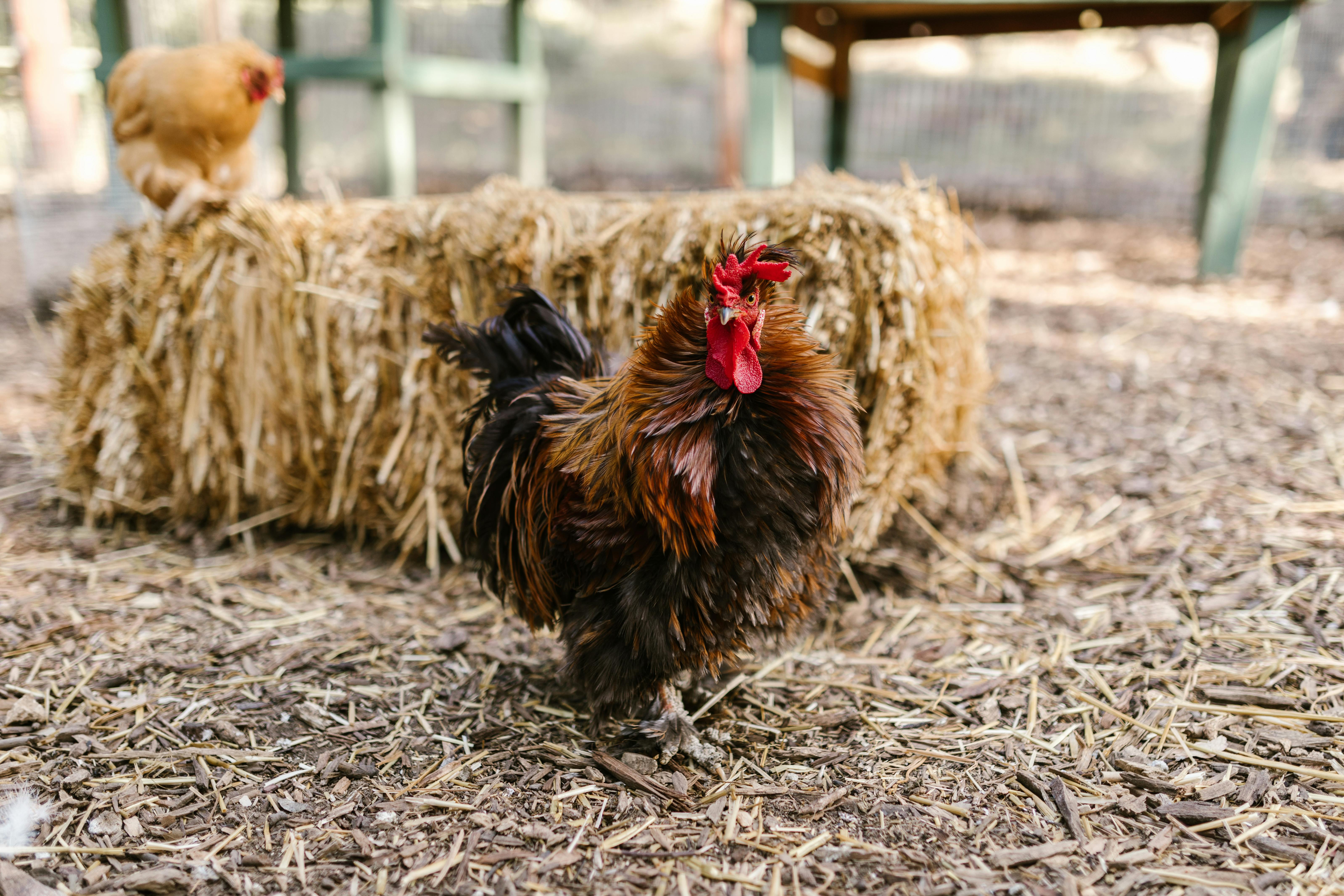 Rooster on Farm · Free Stock Photo