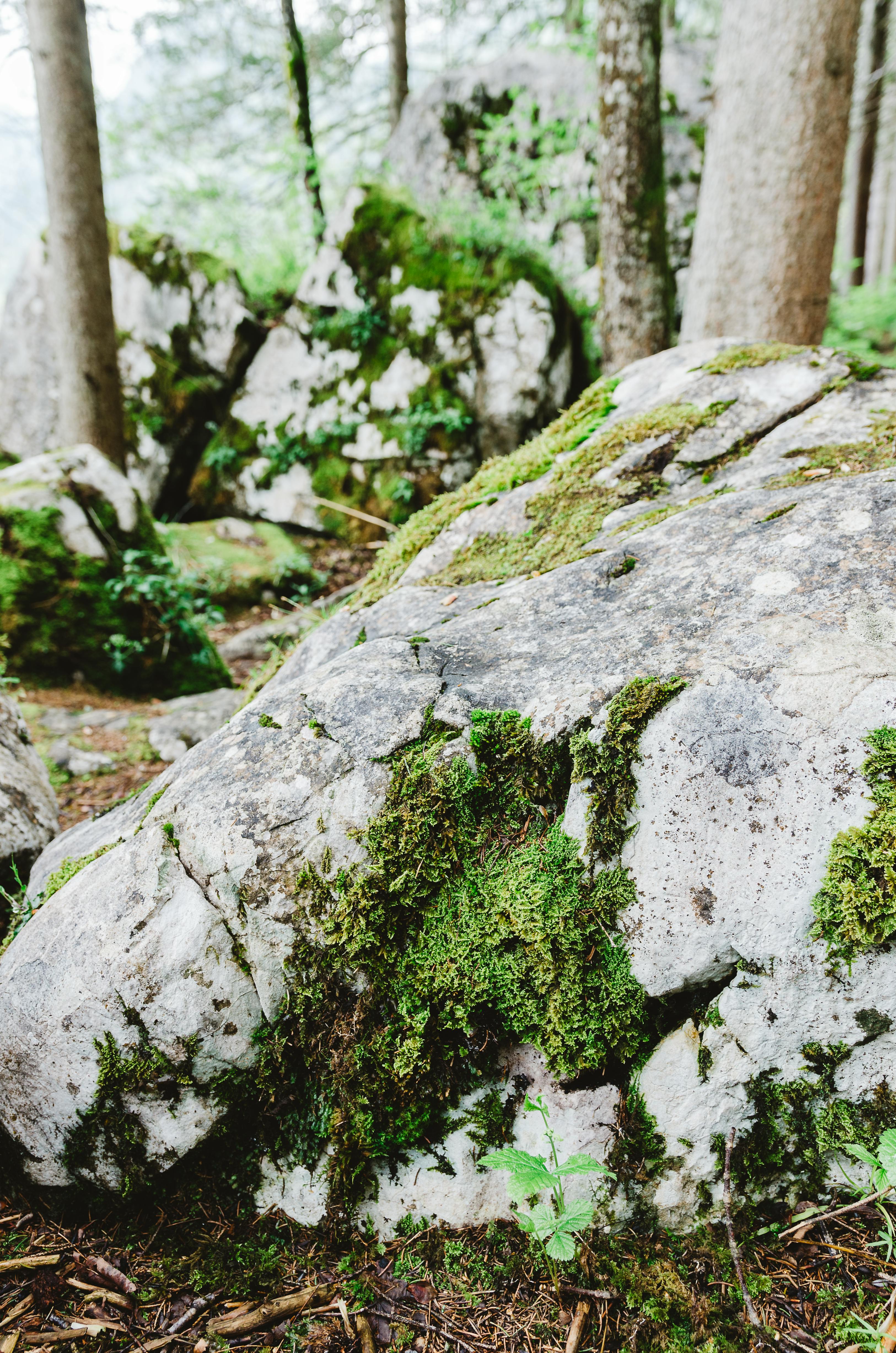 Algae on Rocks · Free Stock Photo