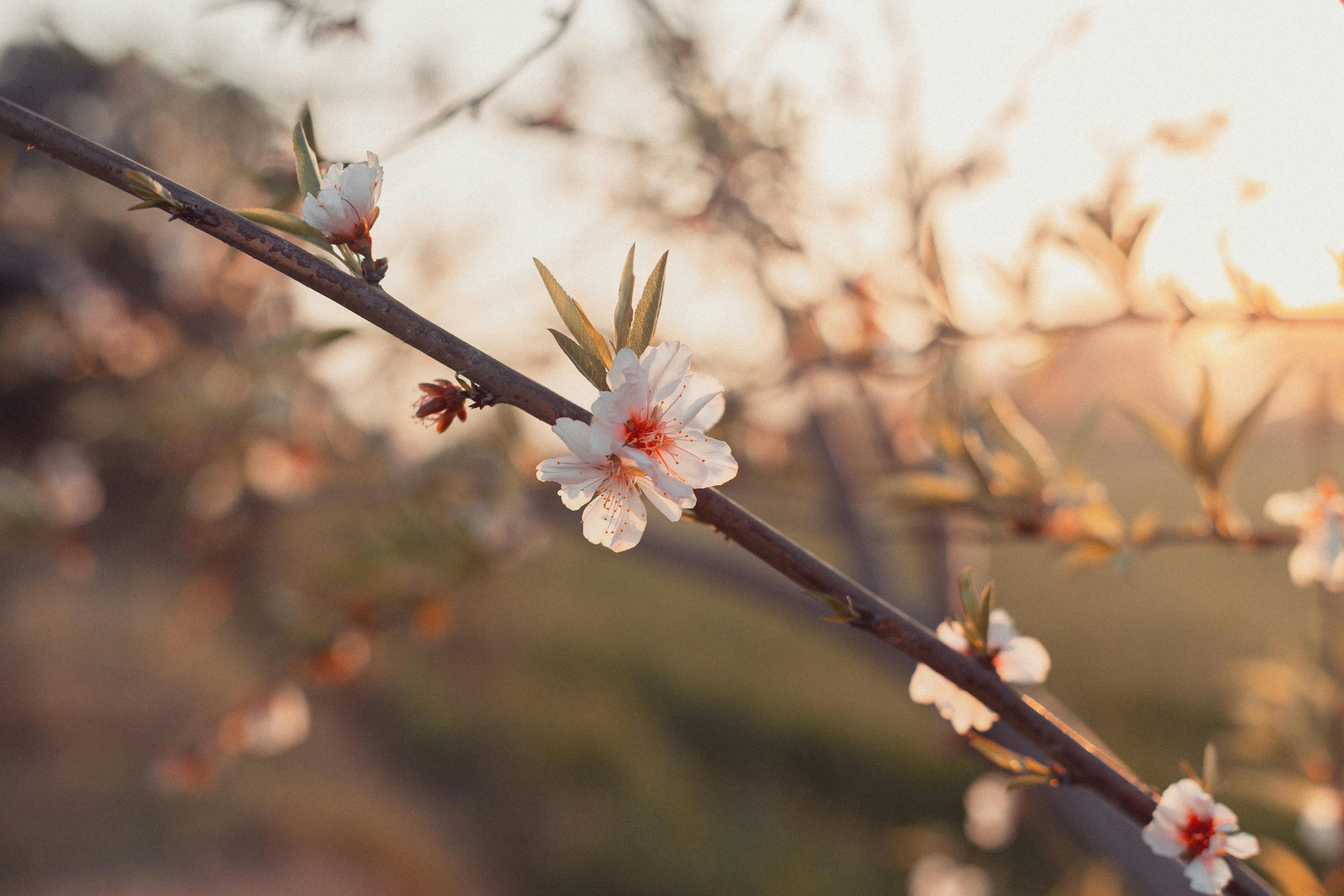 Blossom on a Tree Branch · Free Stock Photo