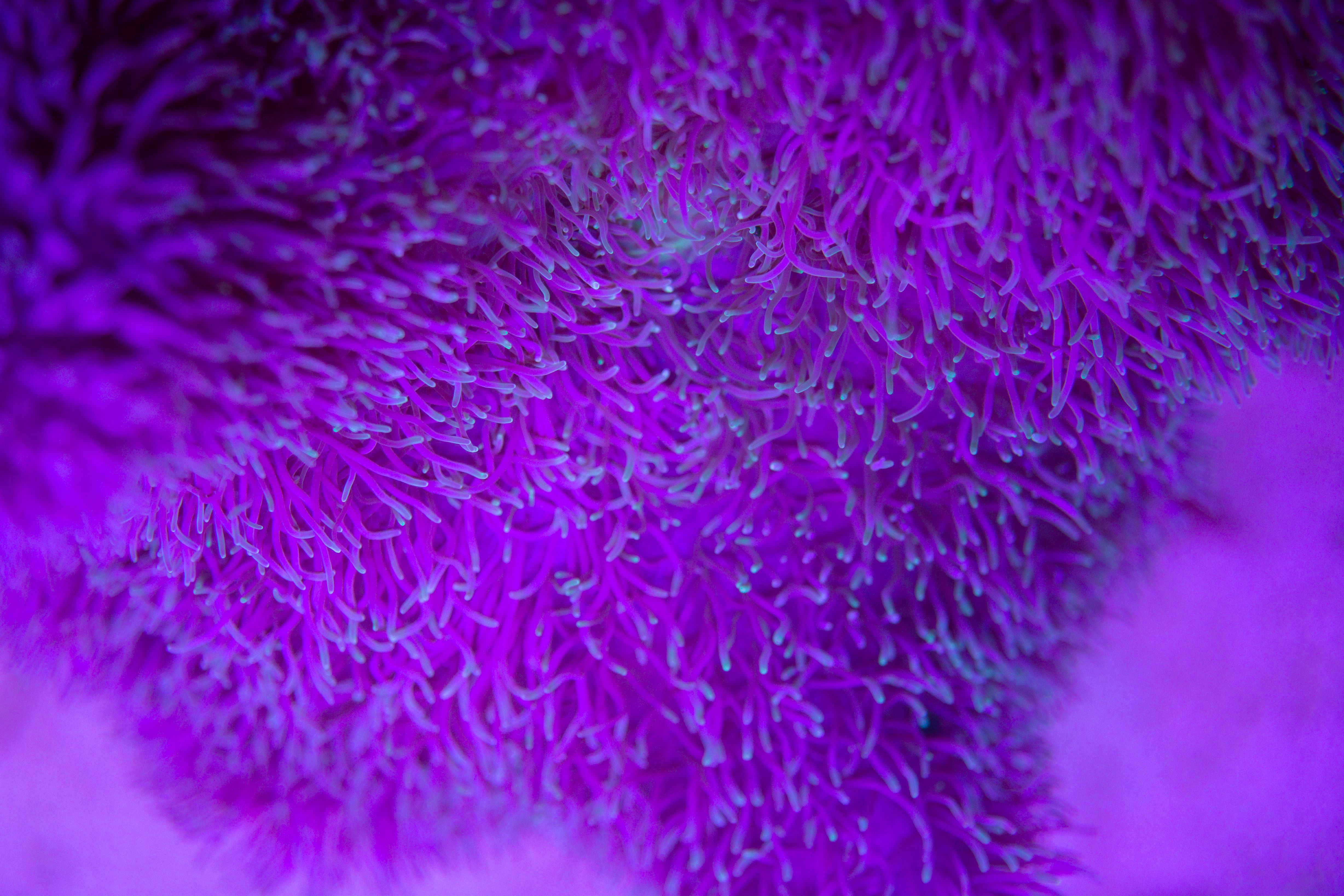 Bright purple coral on sea depth · Free Stock Photo