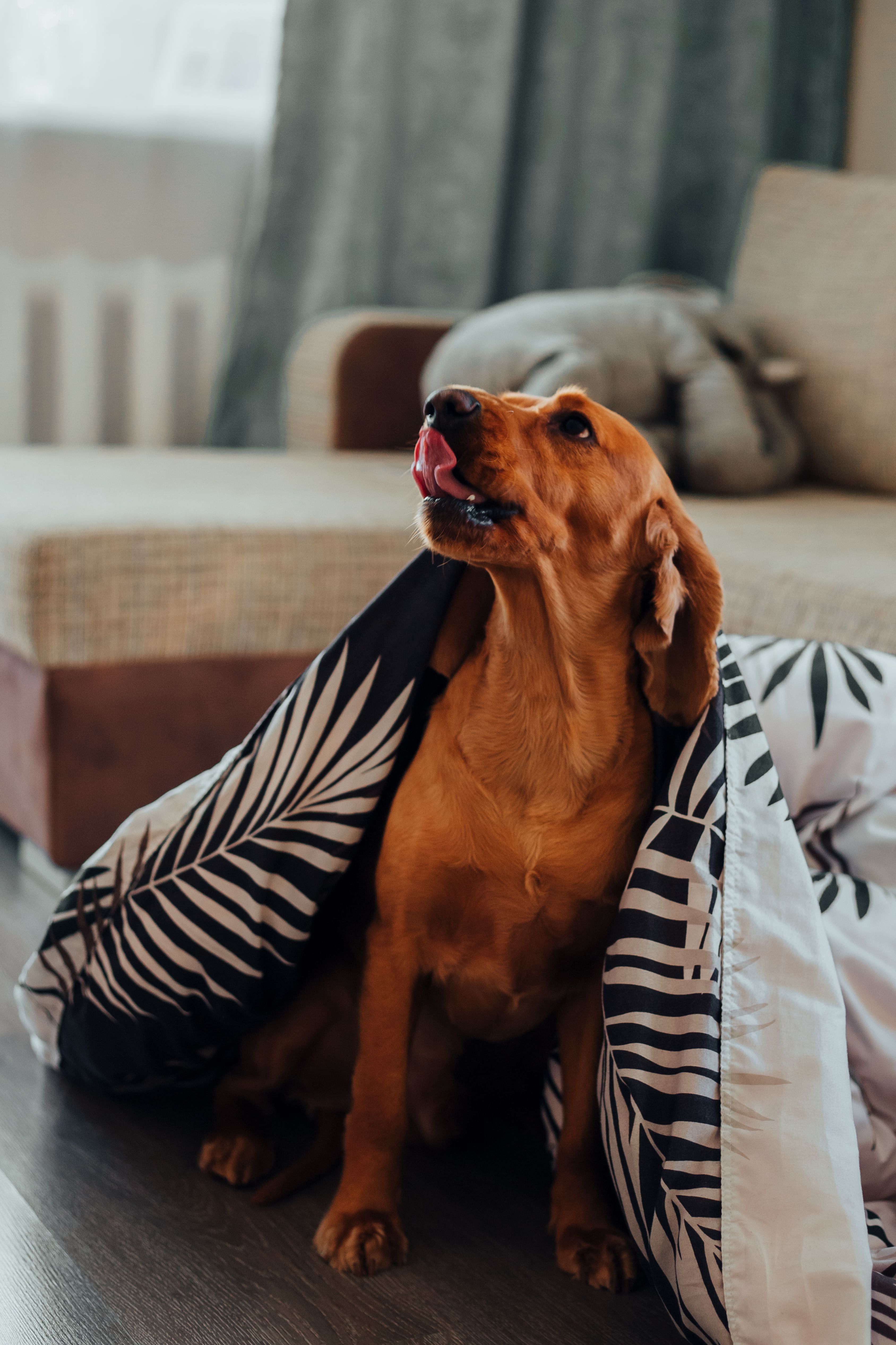 Dalmatian Sitting on Floor · Free Stock Photo