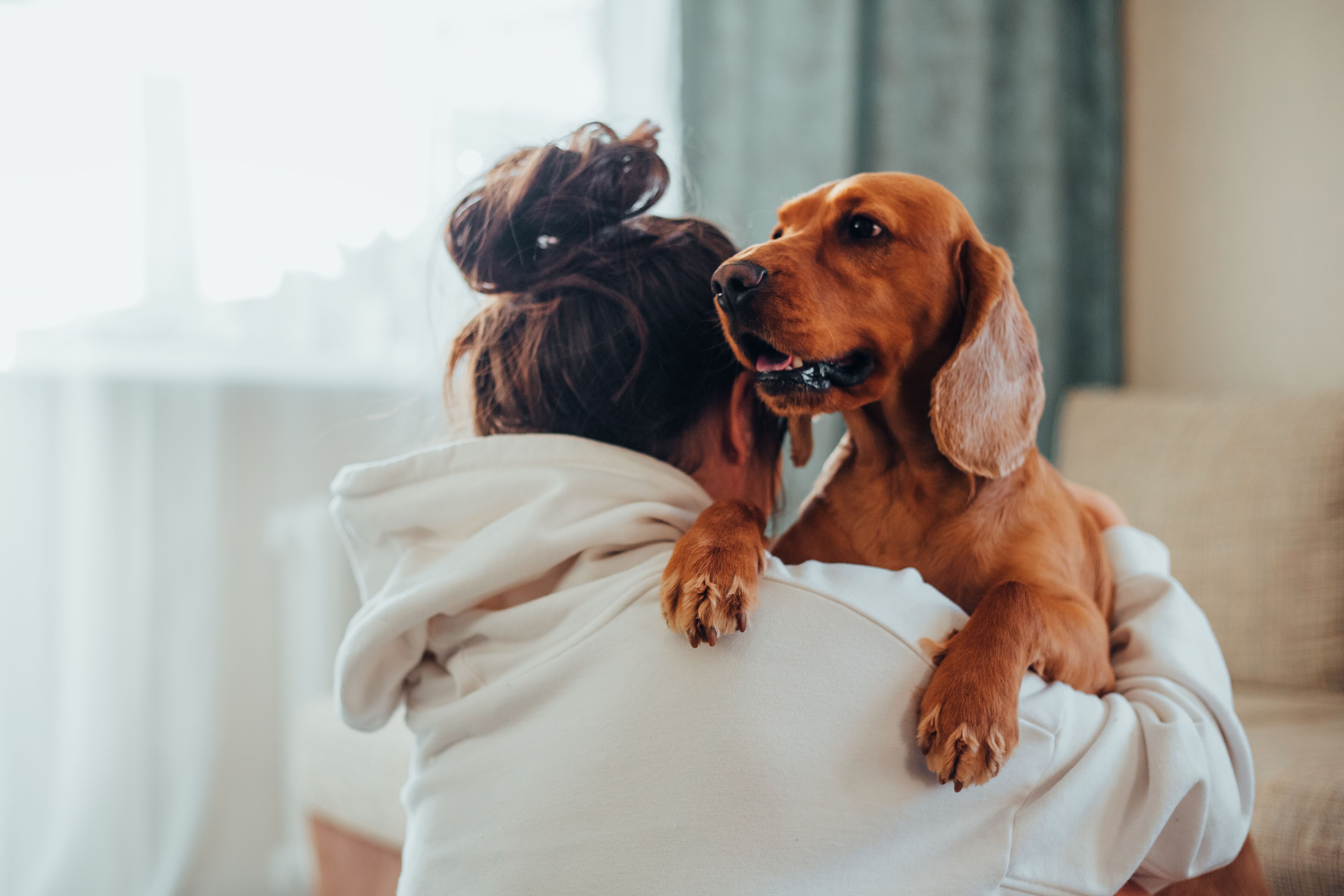 Cheerful black couple cuddling while stroking cute curious dog · Free ...