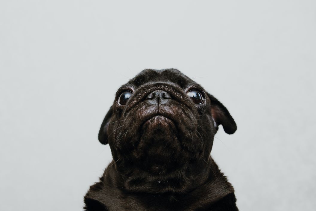 Unlocking the Pug Dog Skull: Anatomy, Genetics, and Care