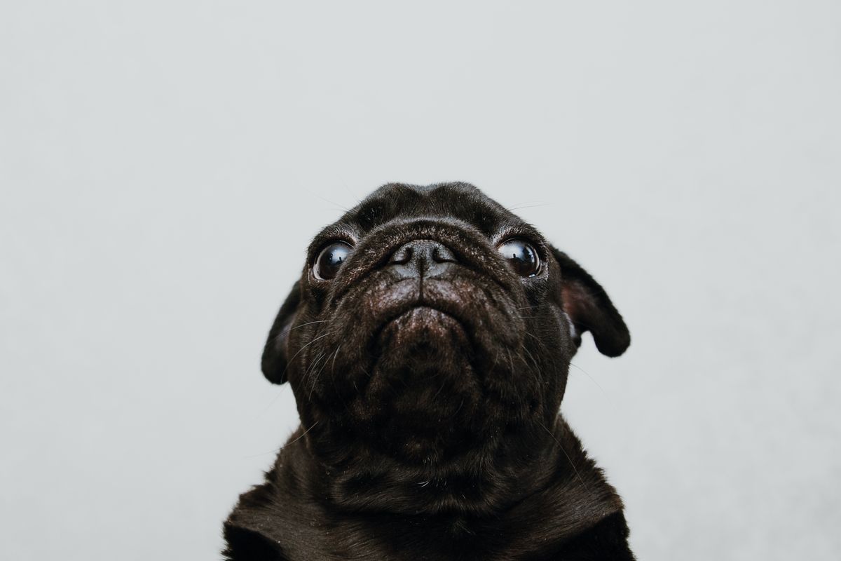 Unlocking the Pug Dog Skull: Anatomy, Genetics, and Care