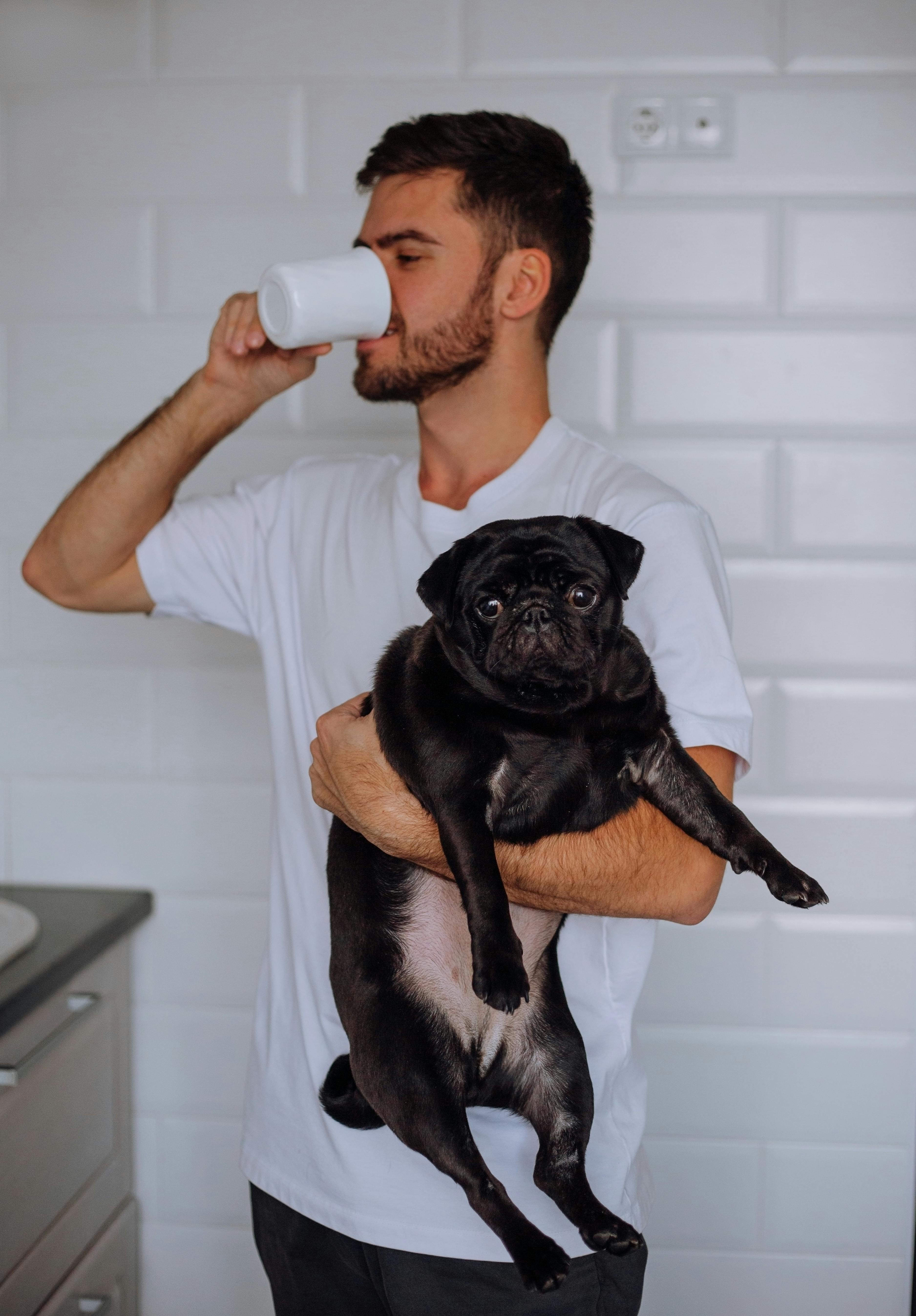 Cup Pug Photos, Download The BEST Free Cup Pug Stock Photos & HD Images