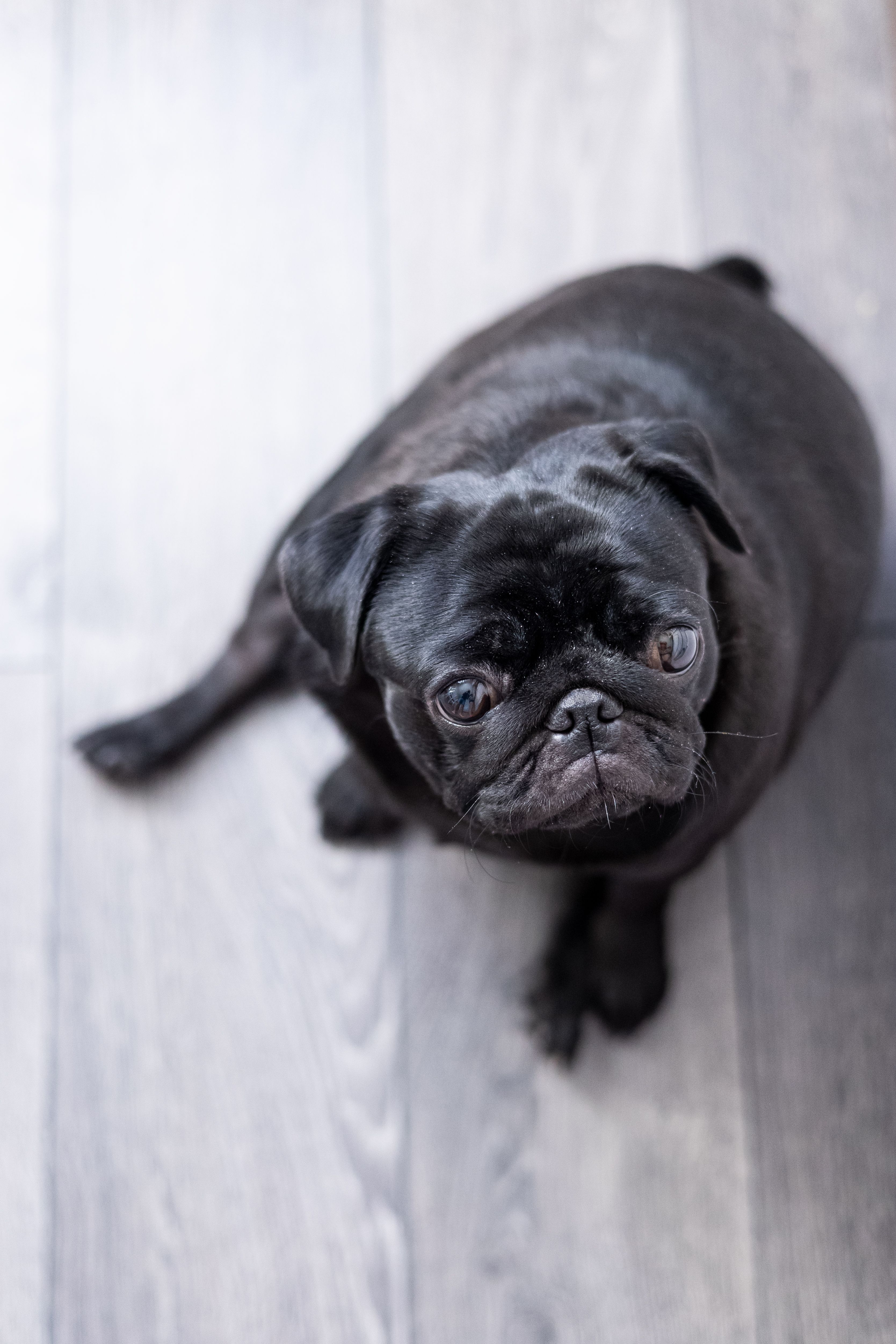 Pug Mobile Wallpaper Photos, Download The BEST Free Pug Mobile ...