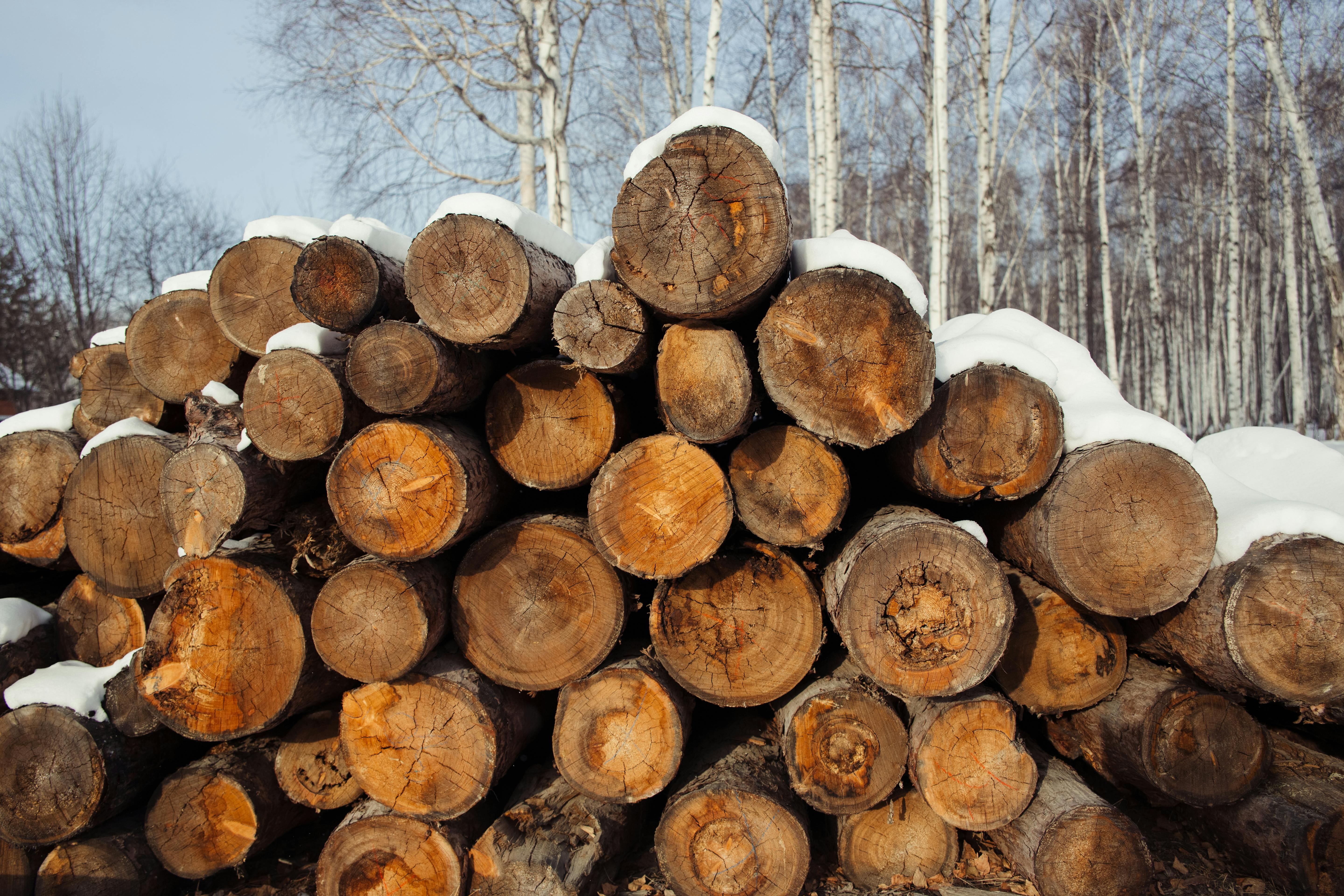 A Close-Up Shot of Chopped Woods · Free Stock Photo