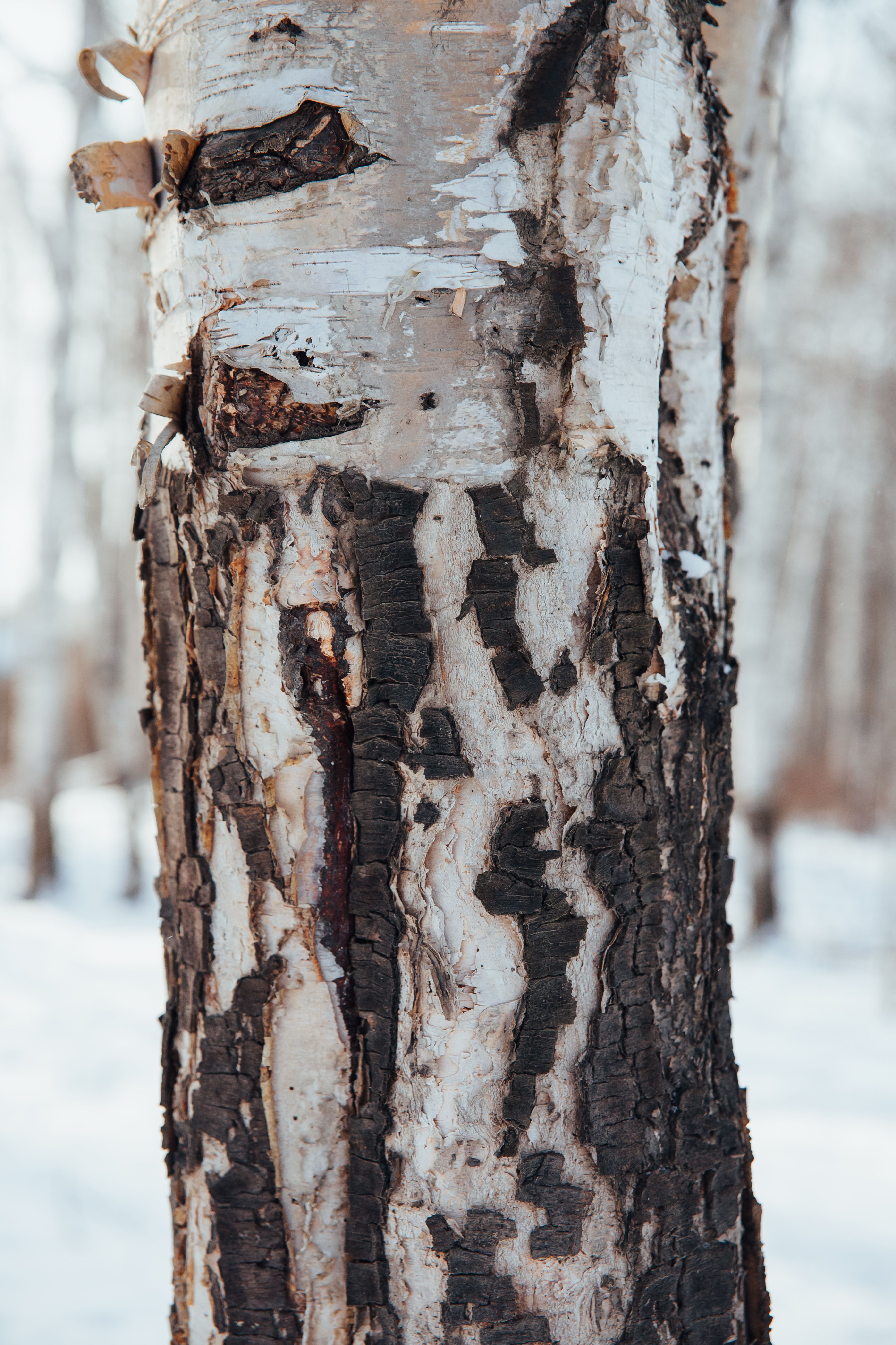 Tree Trunk in Close Up Photography · Free Stock Photo