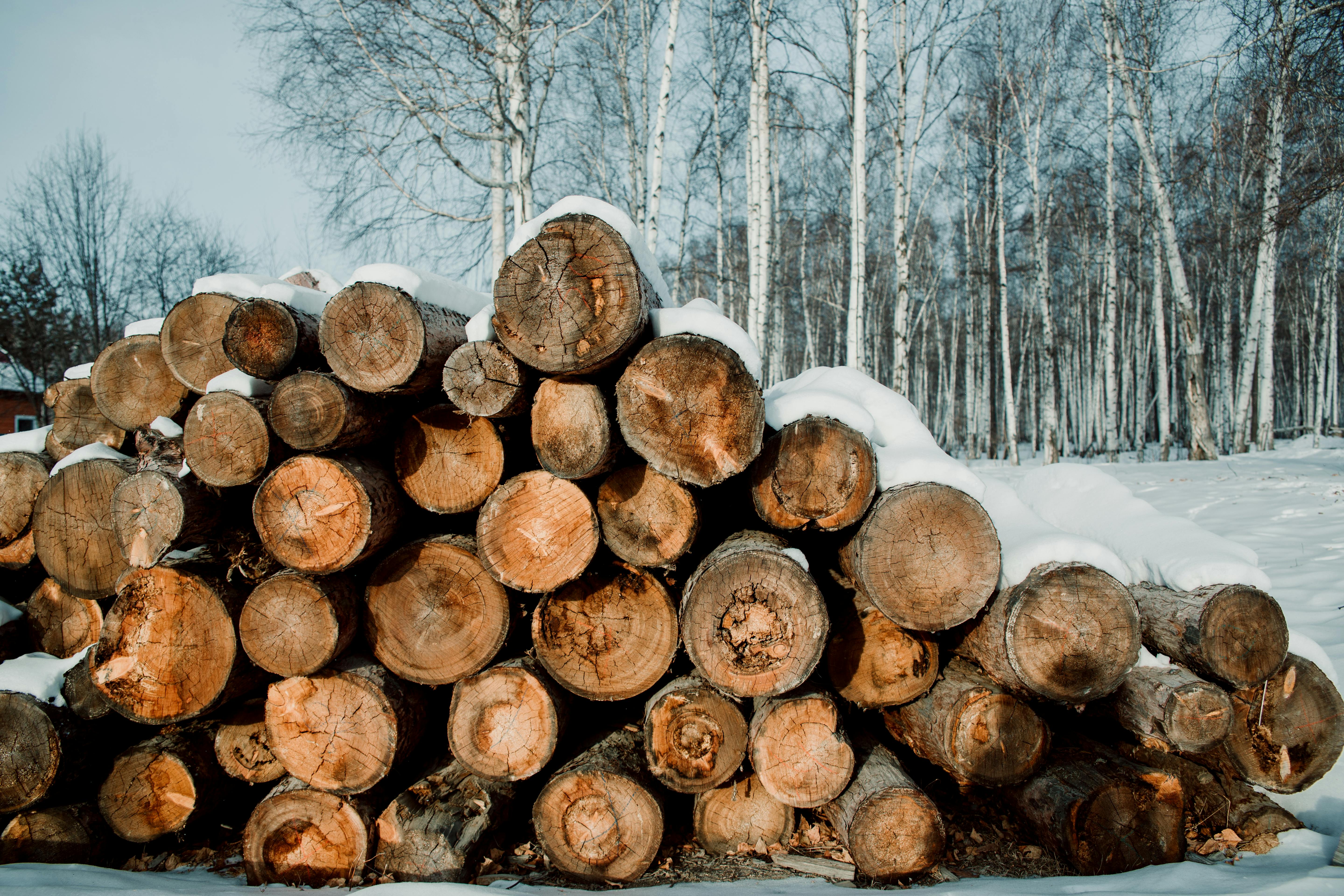 Felled Timber Photos, Download The BEST Free Felled Timber Stock Photos ...