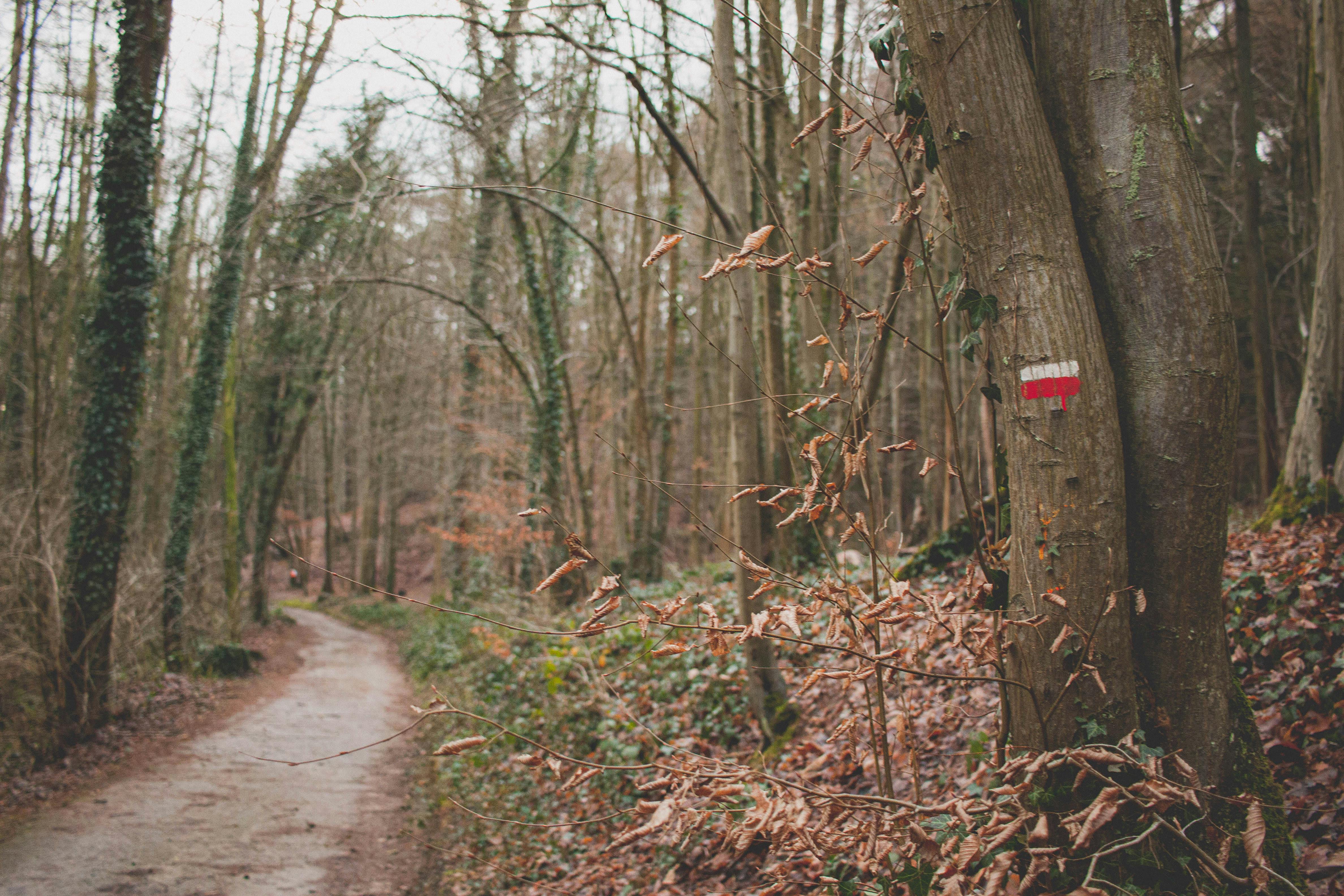 Unpaved Pathway Between Brown Trees · Free Stock Photo