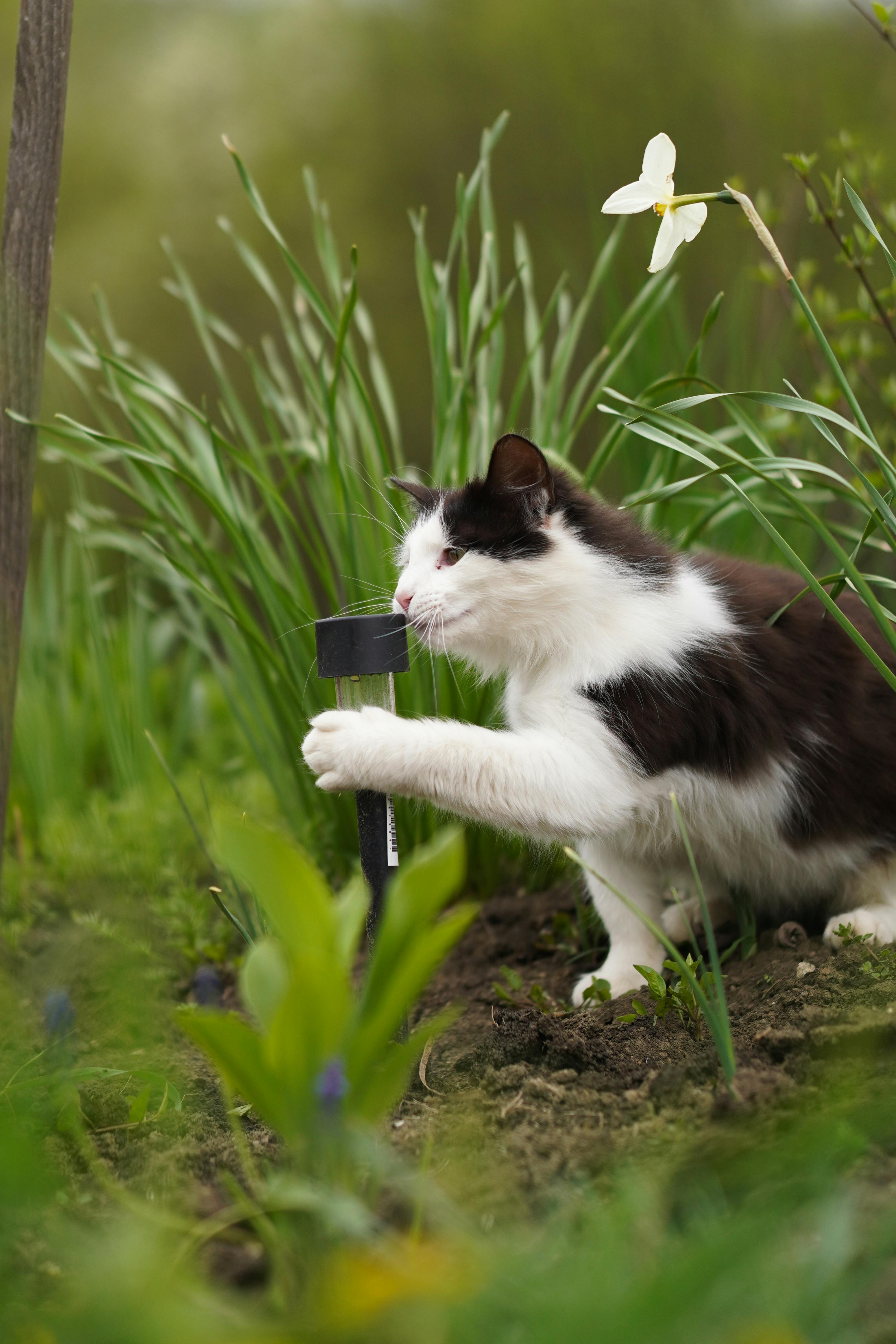 Photo of a Cat with a Sad Expression · Free Stock Photo