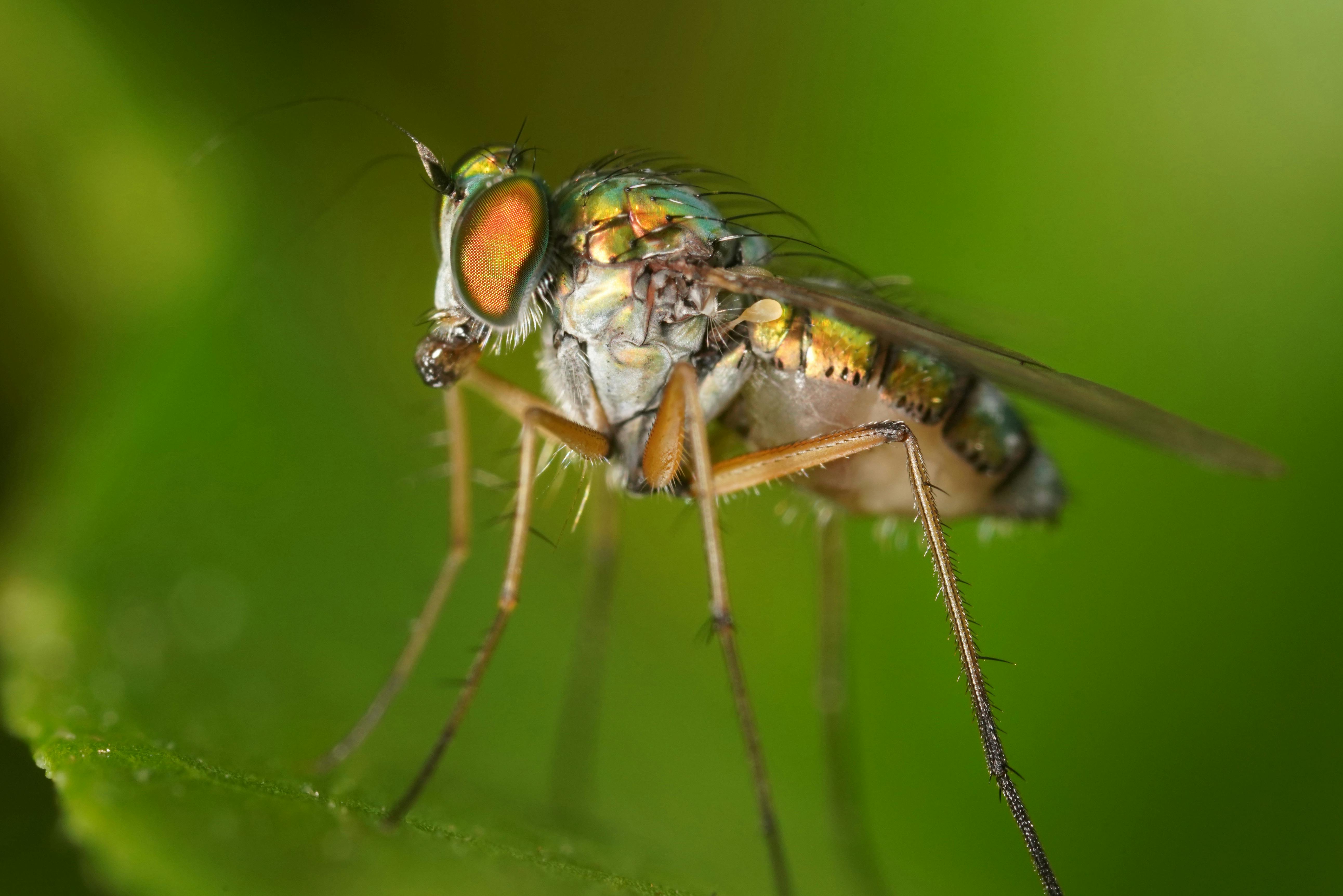 Close Up Photo of a Fly · Free Stock Photo