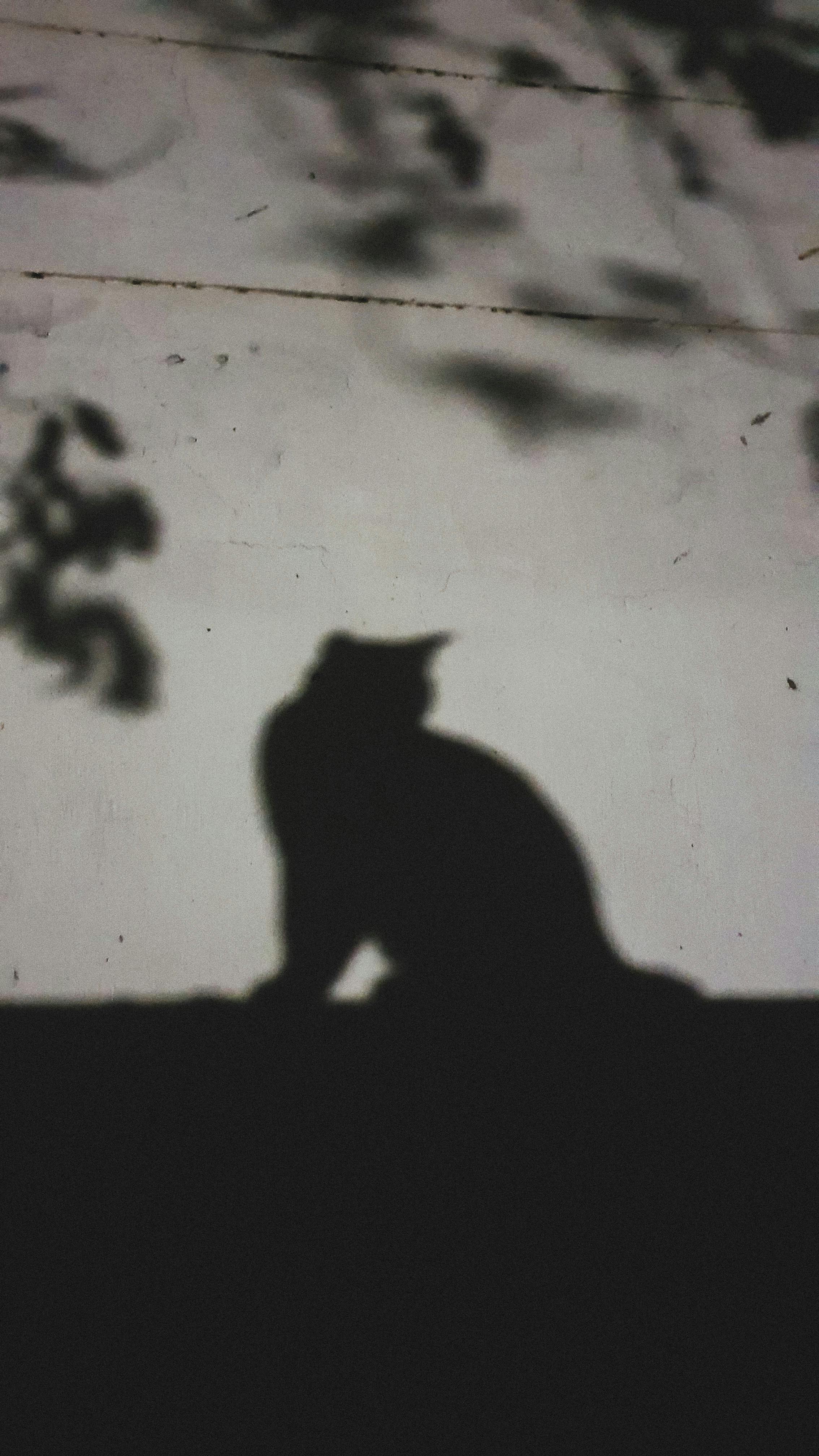 A Shadow of a Cat on the Wall · Free Stock Photo