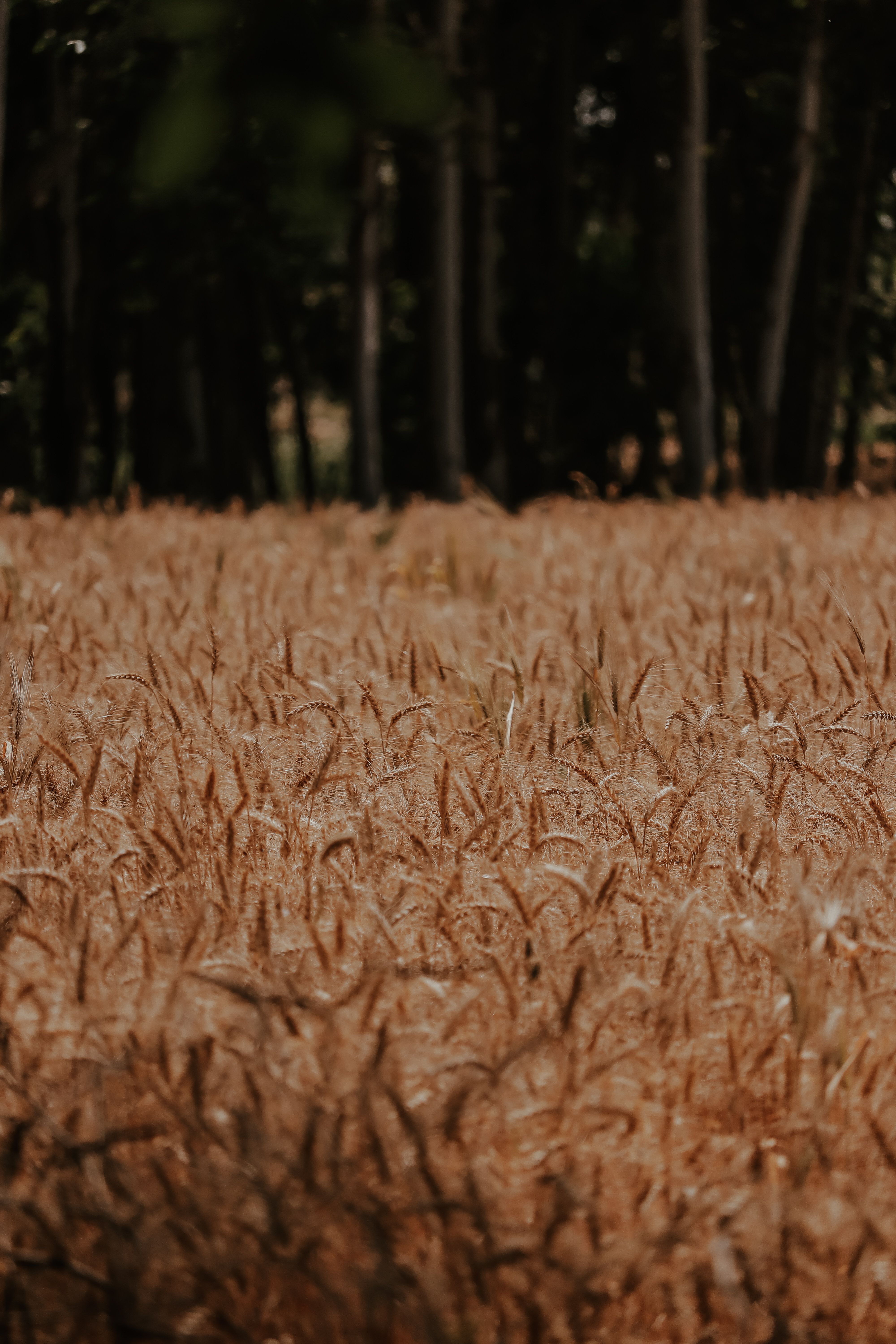 Brown Grass Field · Free Stock Photo