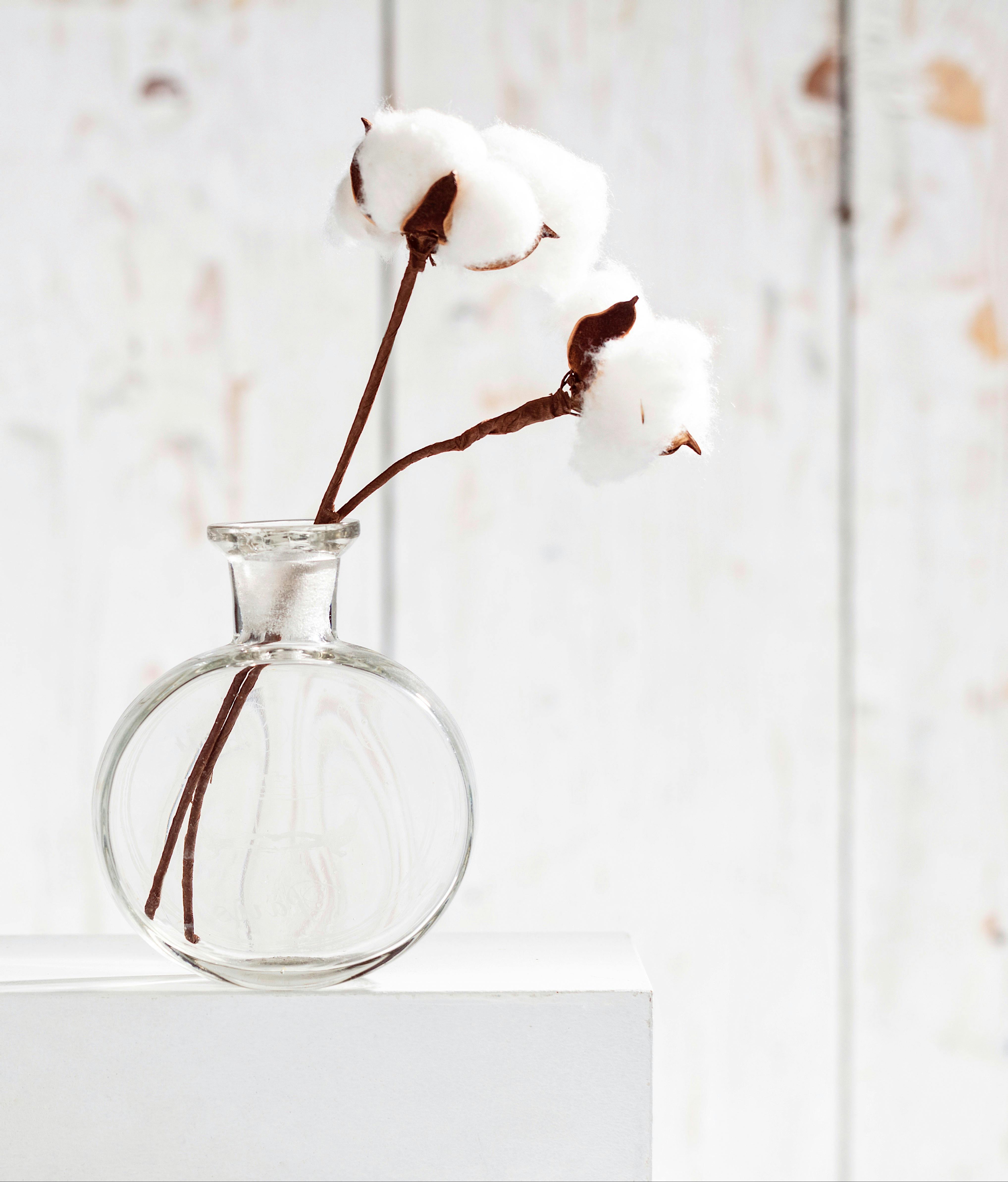 Cotton Fluff Photos, Download The BEST Free Cotton Fluff Stock Photos ...