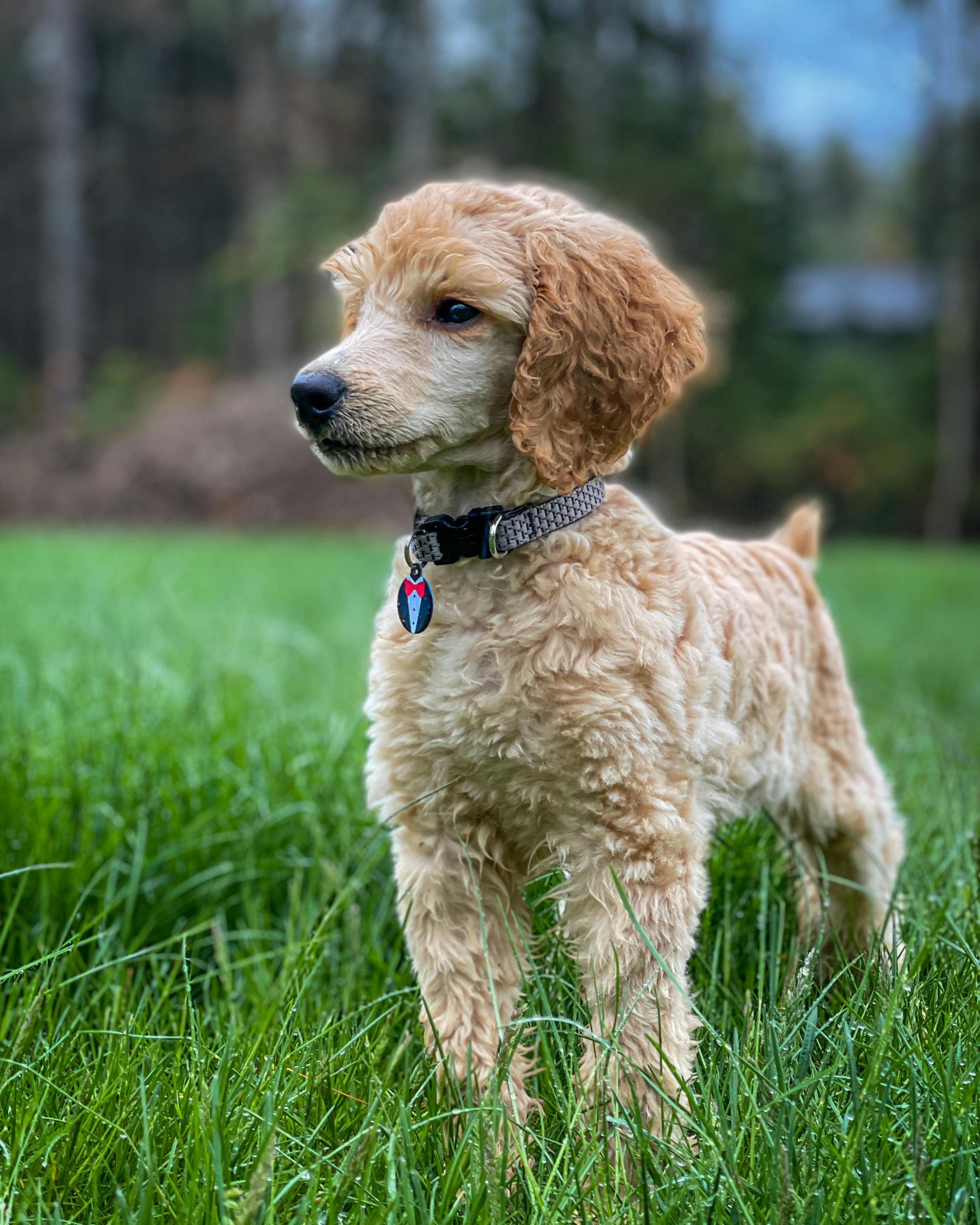 Photo Of a Poodle Sitting · Free Stock Photo