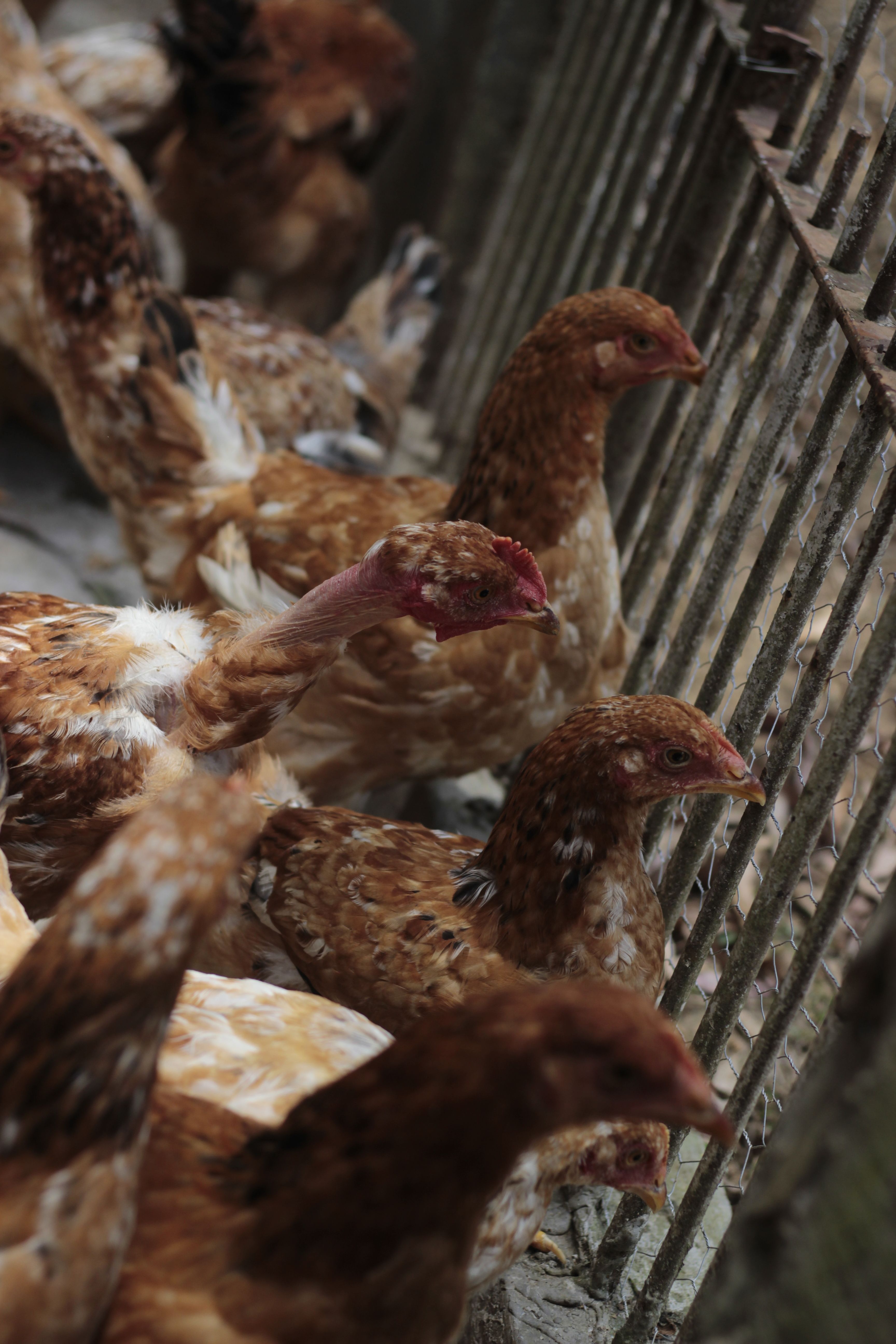 Caged Chickens Photos, Download The BEST Free Caged Chickens Stock ...