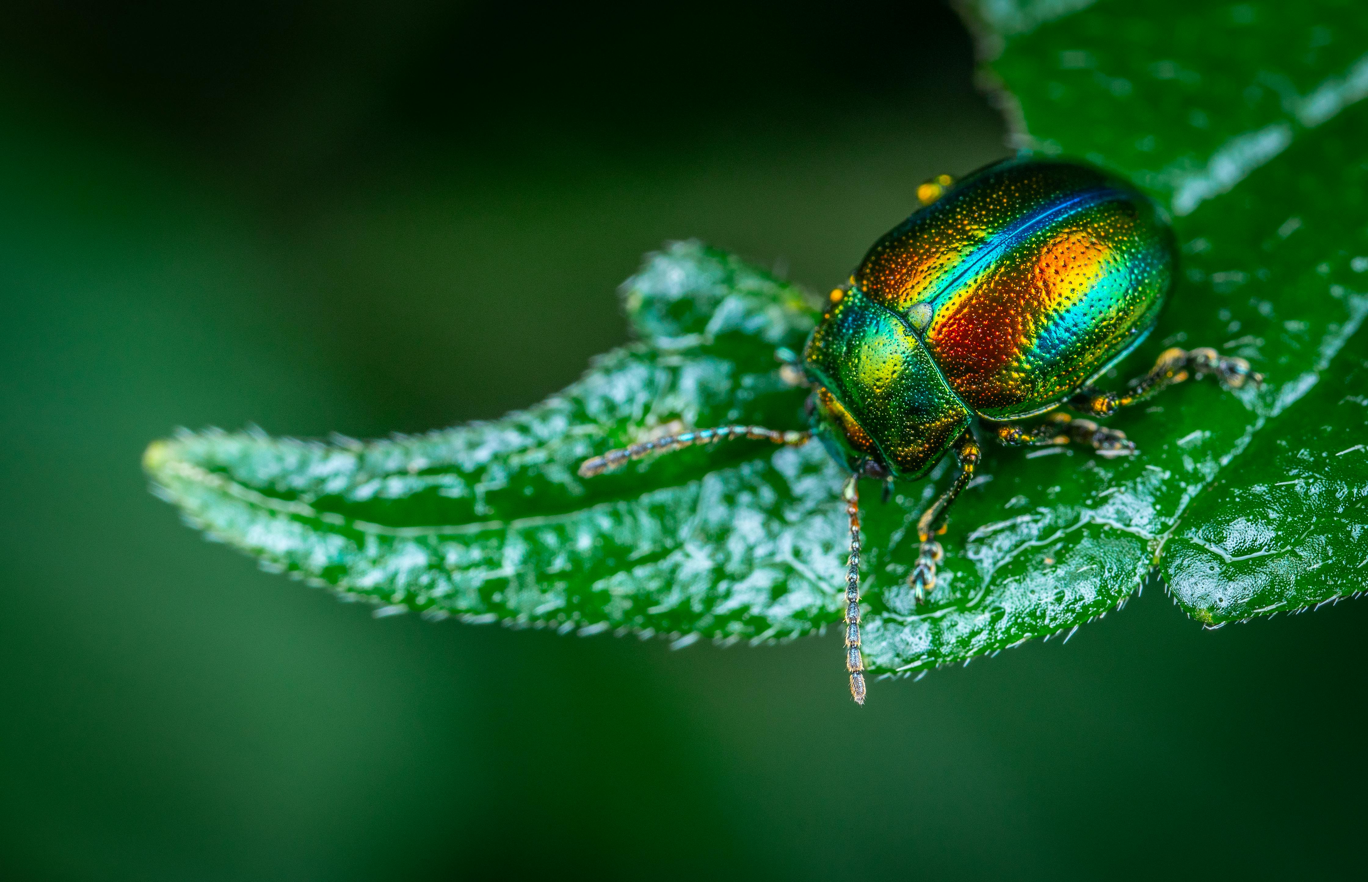Rainbow Beetle Photos, Download The BEST Free Rainbow Beetle Stock ...