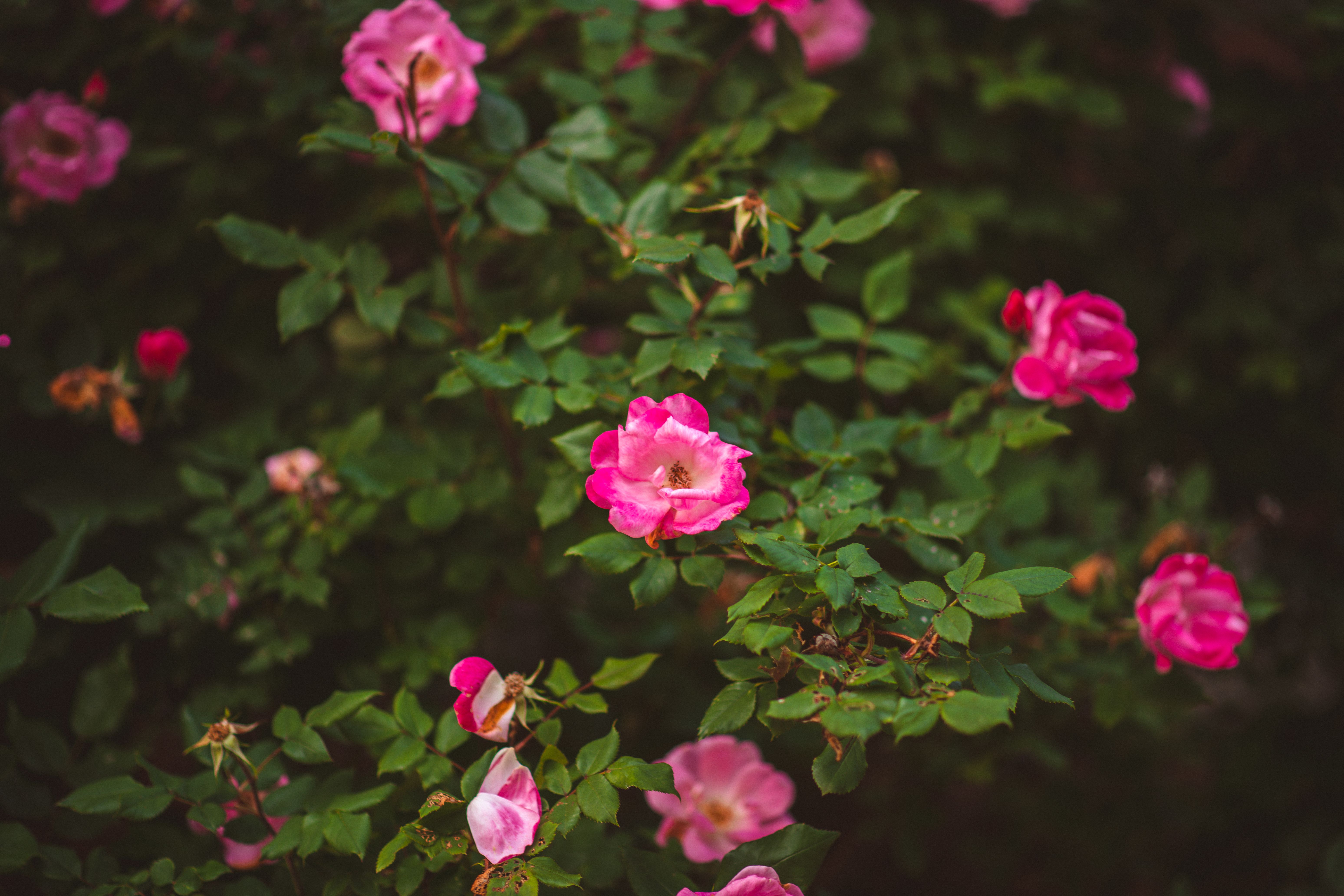 Browth Photos, Download The BEST Free Browth Stock Photos & HD Images