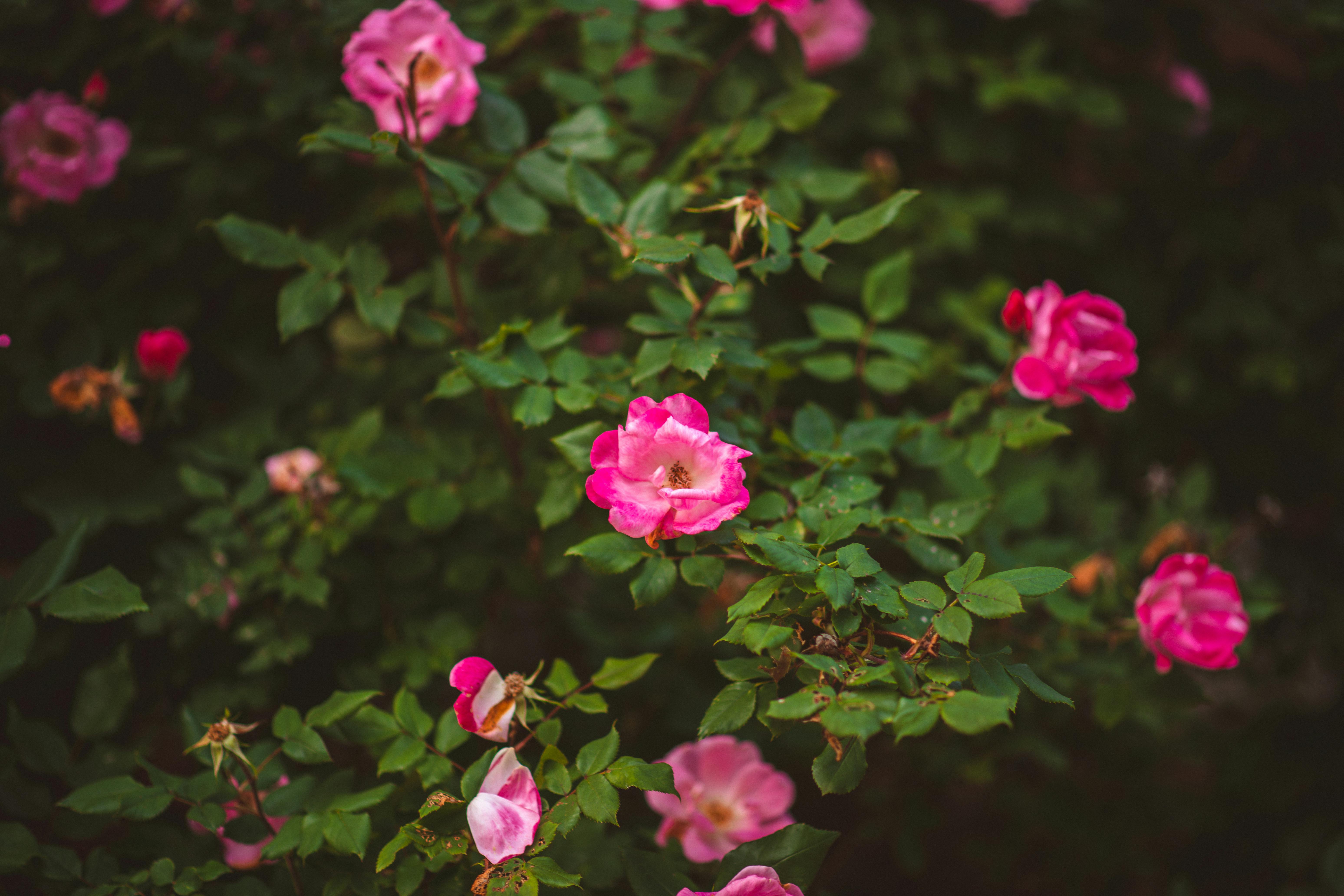 White Flowers Speckled with Pink Spots · Free Stock Photo