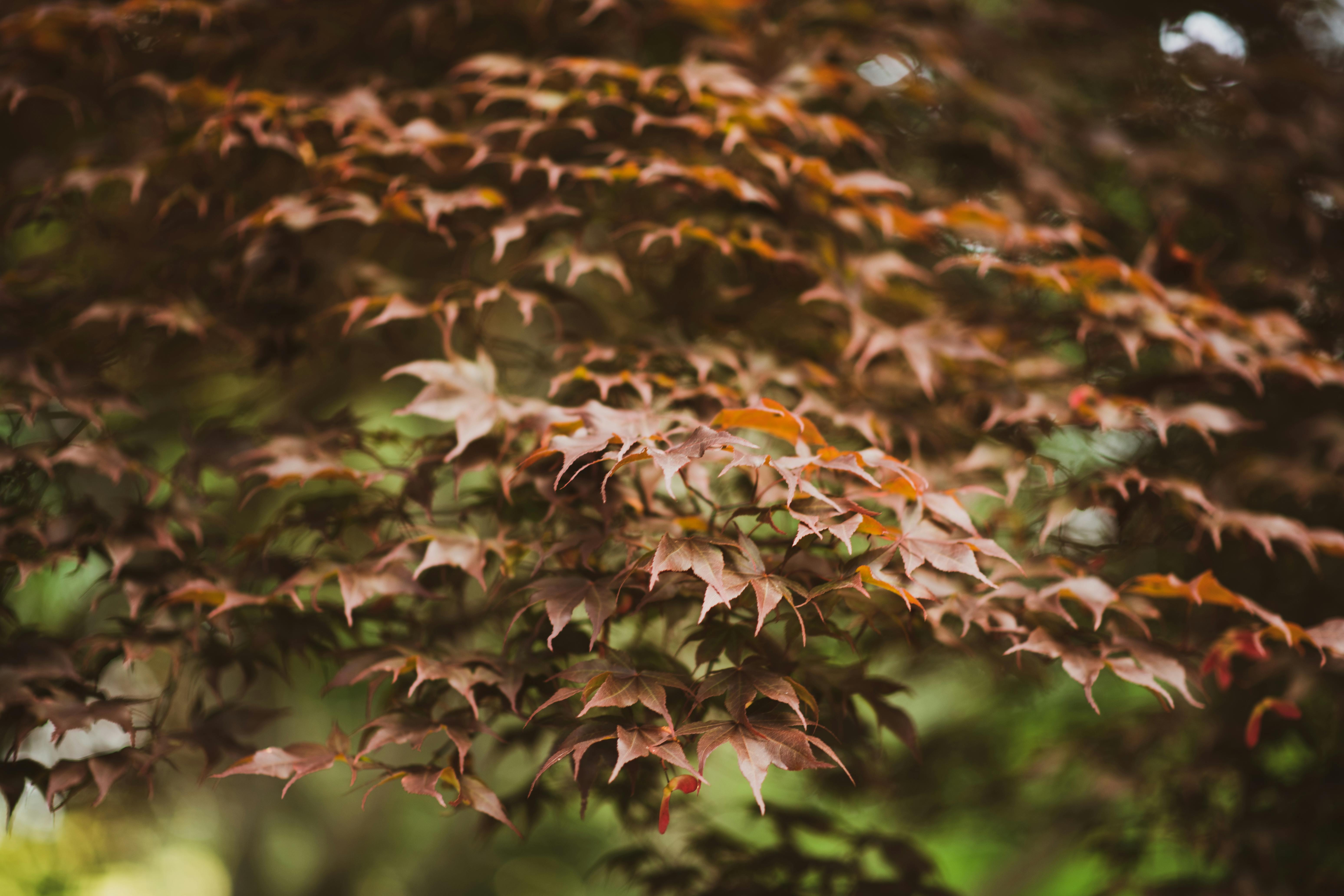Photo of Brown Leaves · Free Stock Photo