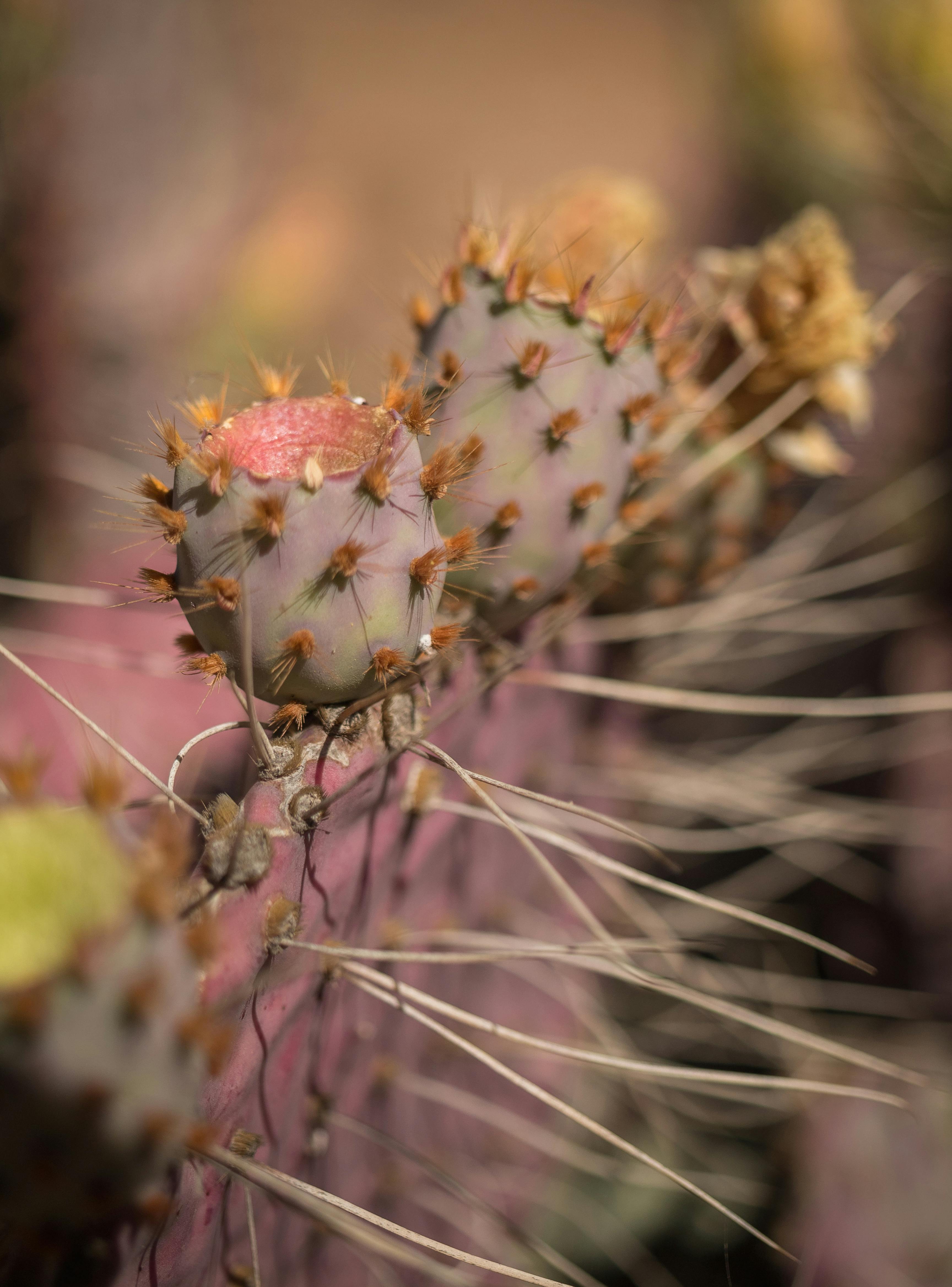 Prickly Pear Cactus Plant · Free Stock Photo