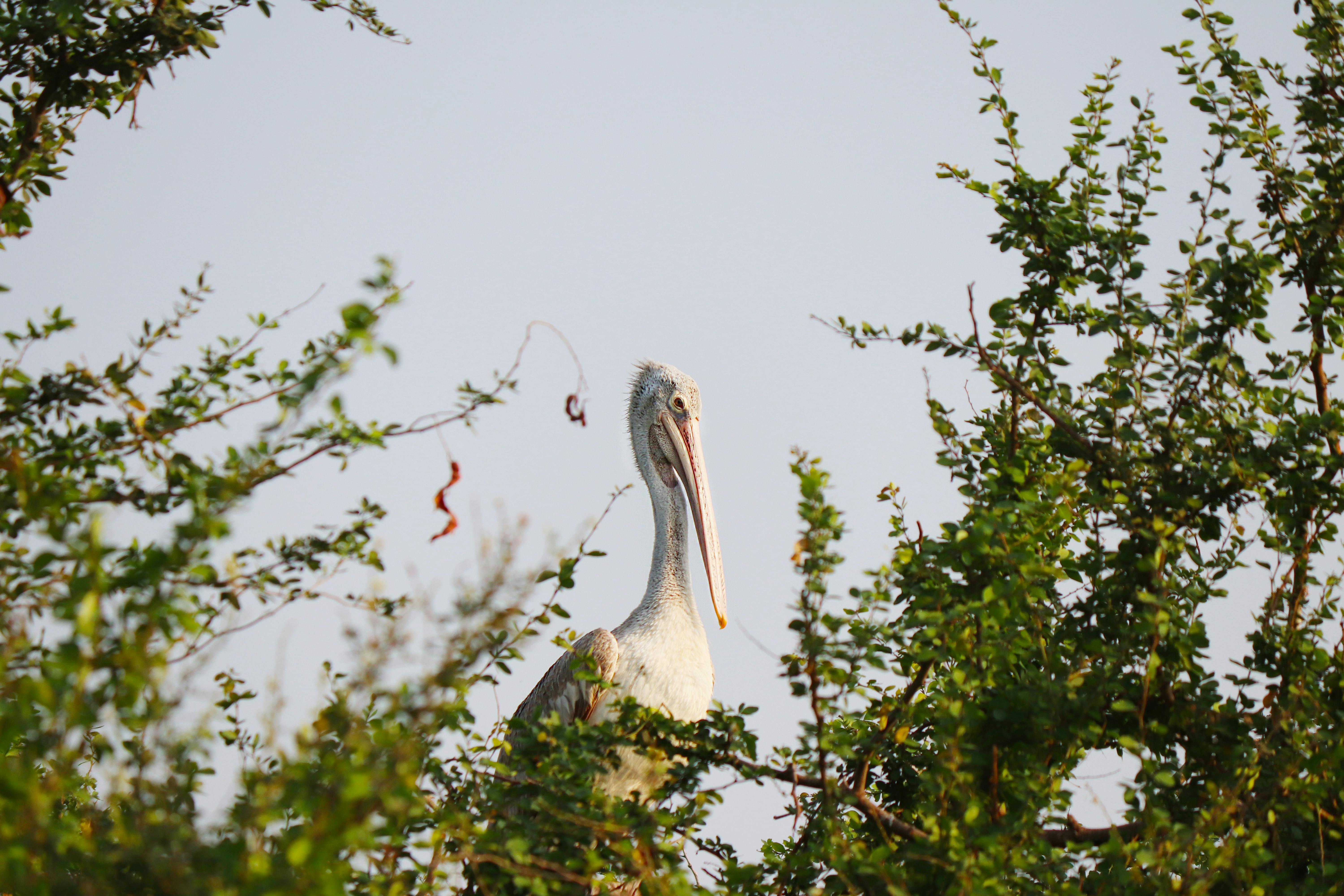 White and Gray Pelican on Green Tree · Free Stock Photo