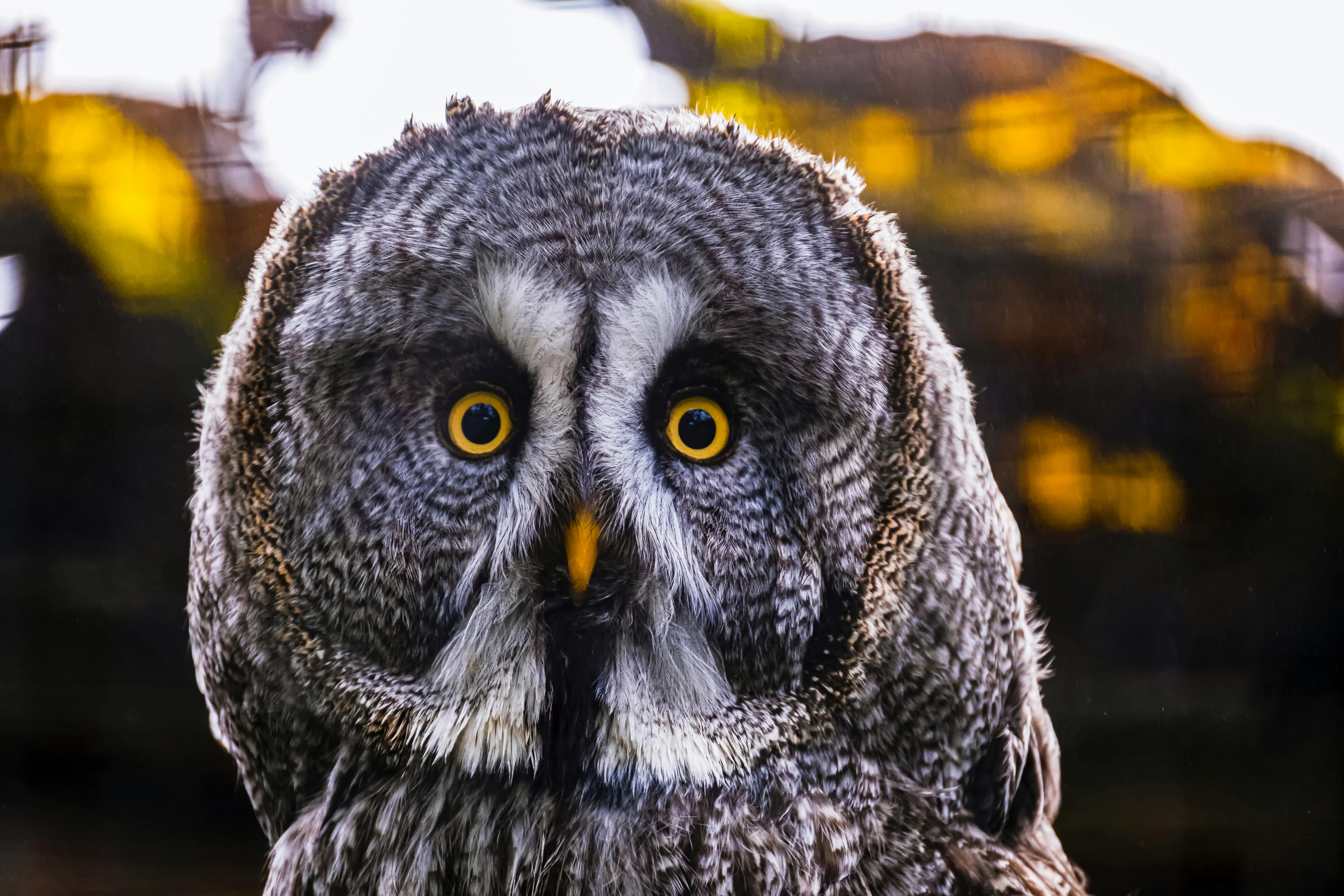 Hoops Owl Photos, Download The BEST Free Hoops Owl Stock Photos & HD Images