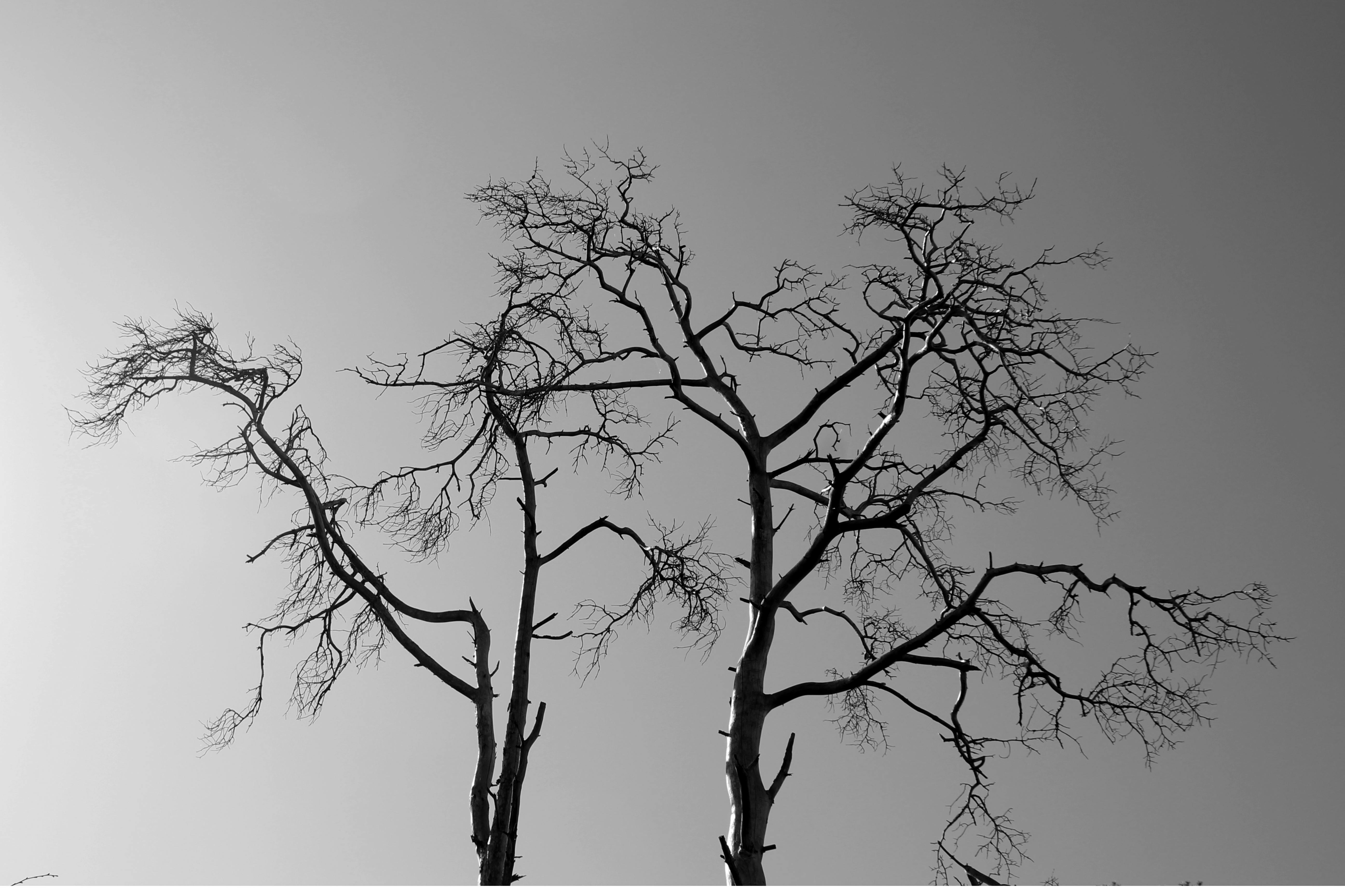 Grayscale Photo of Leafless Trees · Free Stock Photo
