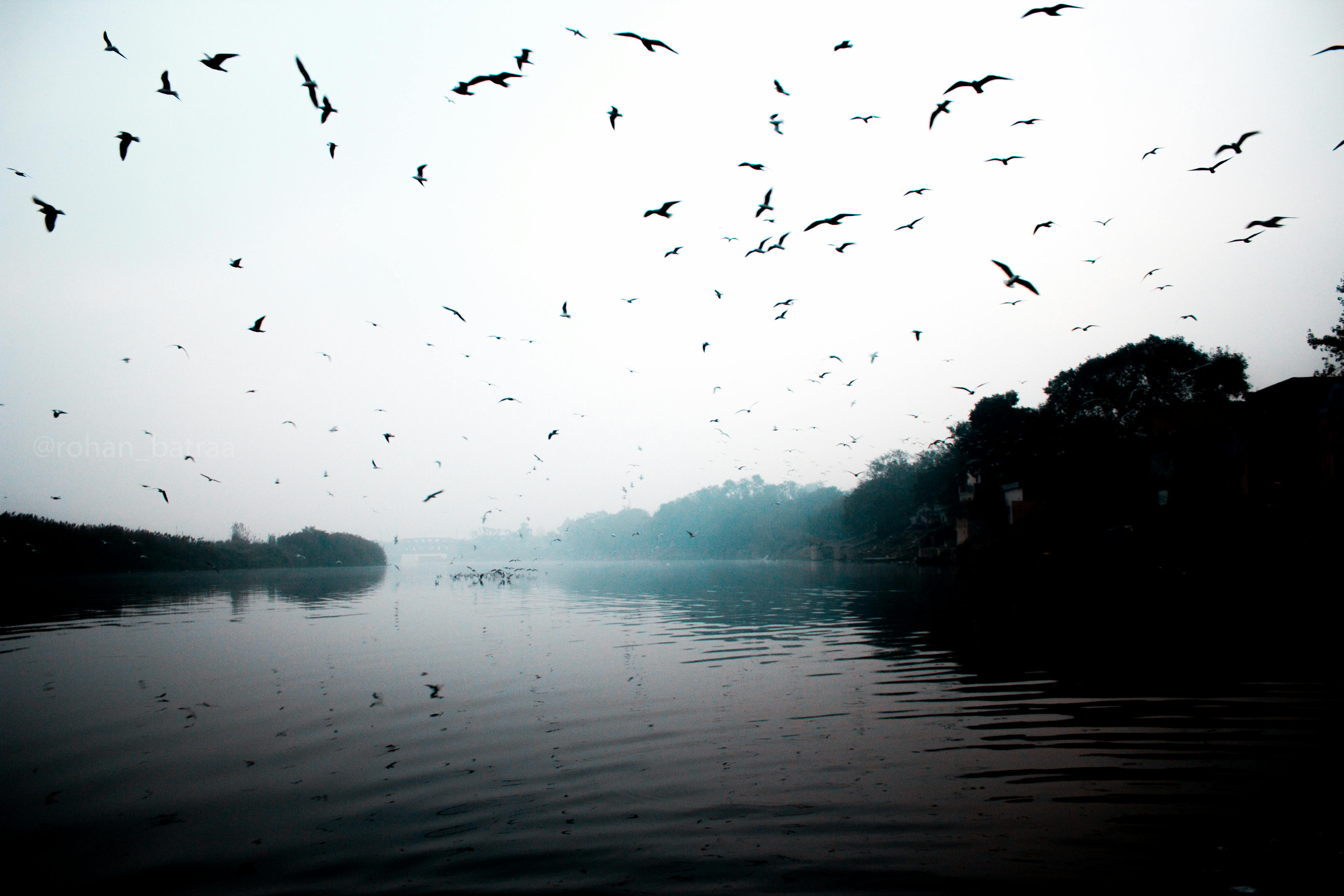 Rohan Batra - 사진