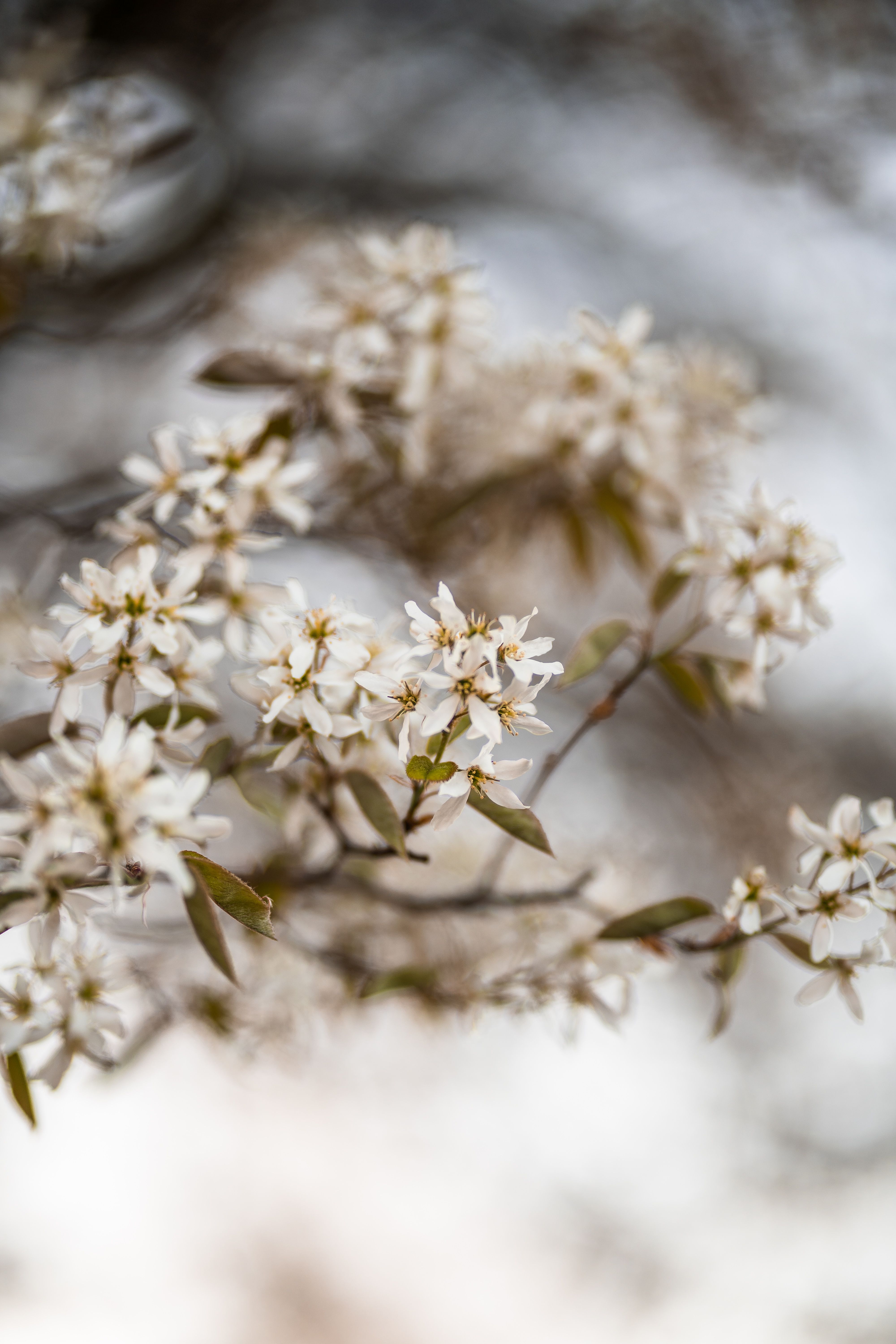 Juneberry Photos, Download The BEST Free Juneberry Stock Photos & HD Images