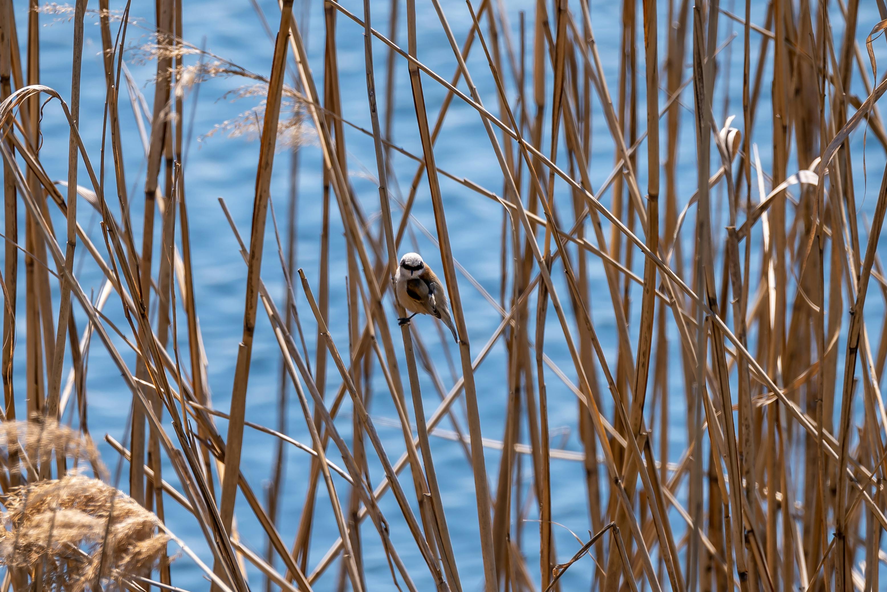 Reed Birds Photos, Download The BEST Free Reed Birds Stock Photos & HD ...