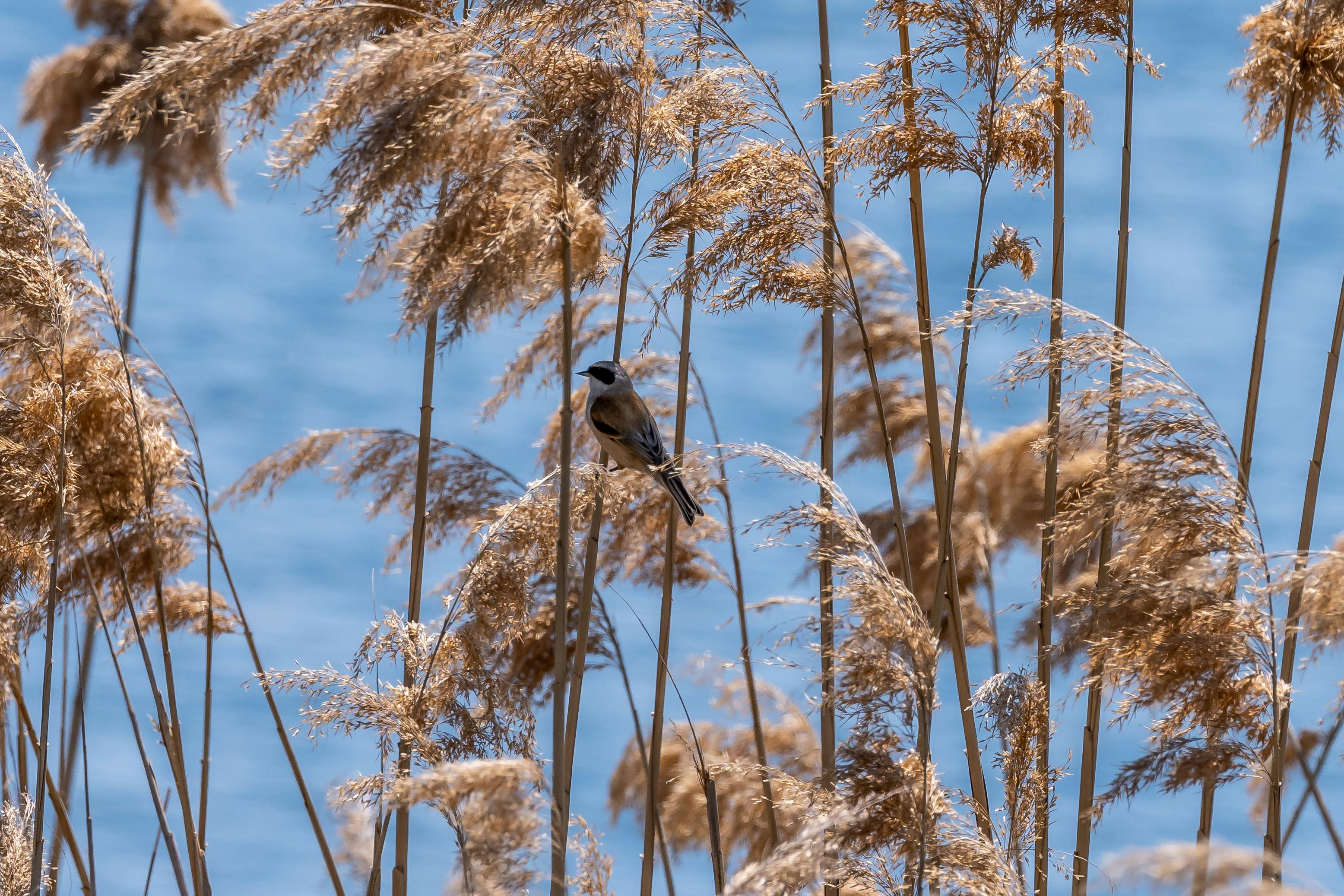 Reed Birds Photos, Download The BEST Free Reed Birds Stock Photos & HD ...