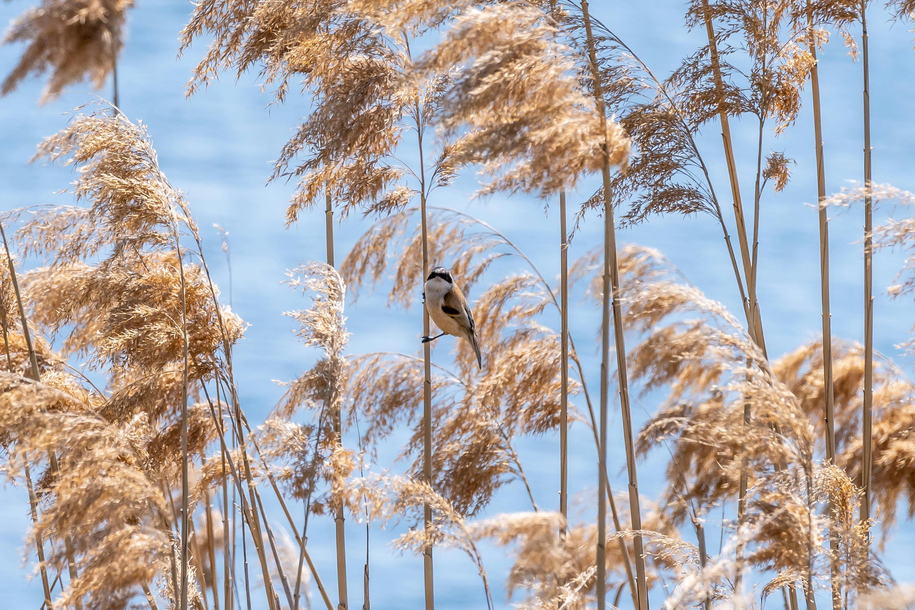 A Bearded Reedling on a Reed Plant · Free Stock Photo