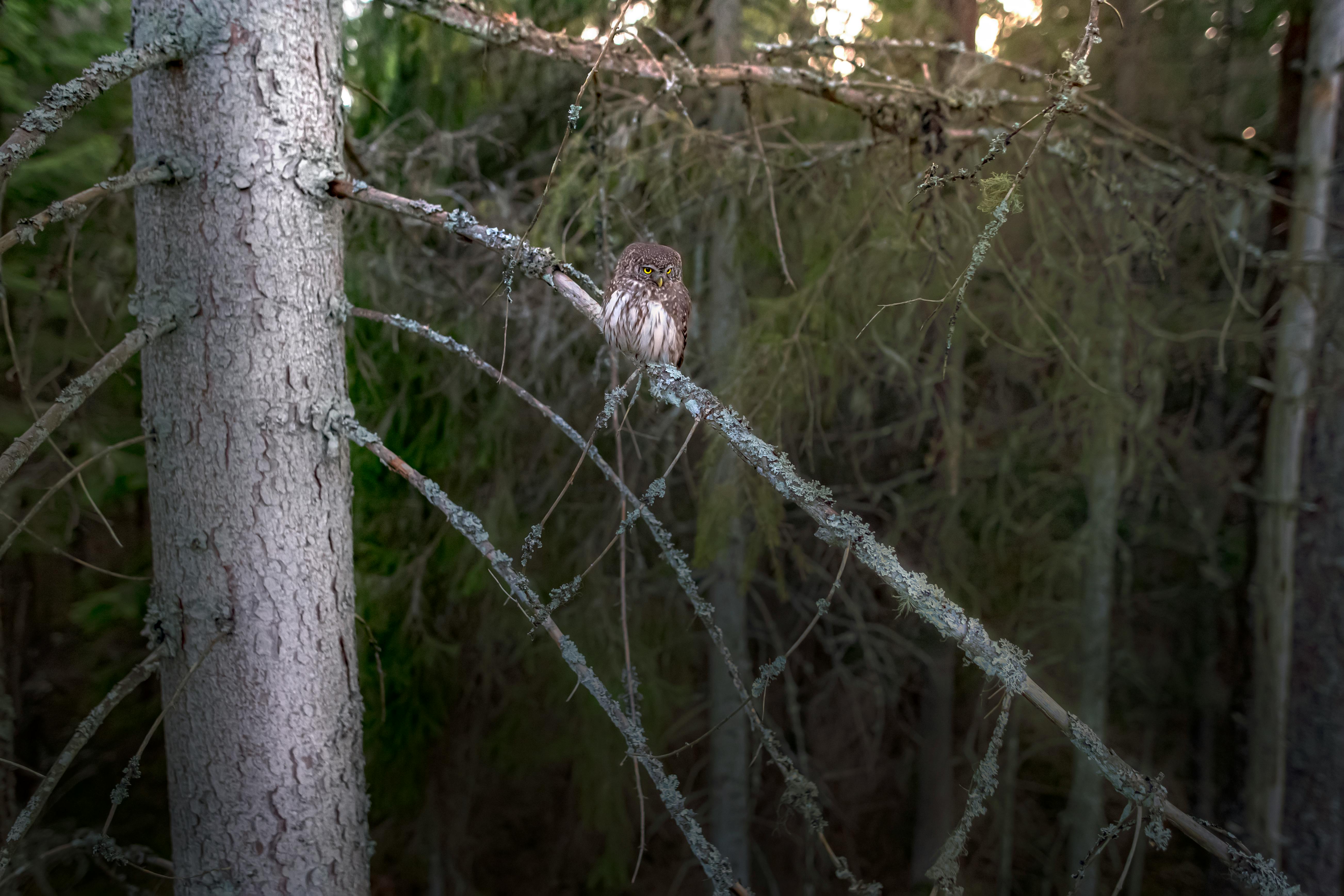 An Eurasian Pygmy Owl Sitting on a Tree Branch · Free Stock Photo