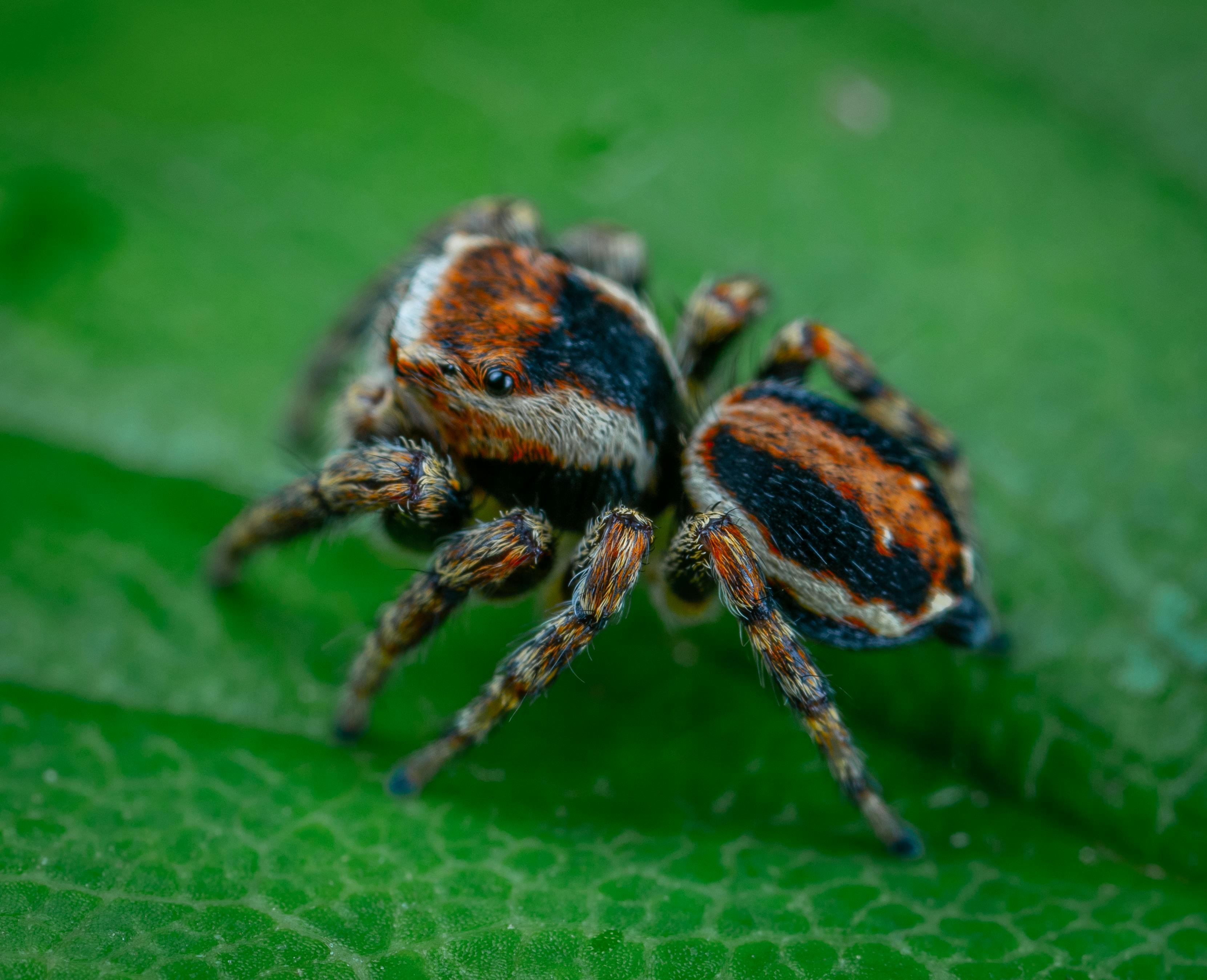 Black Spider · Free Stock Photo