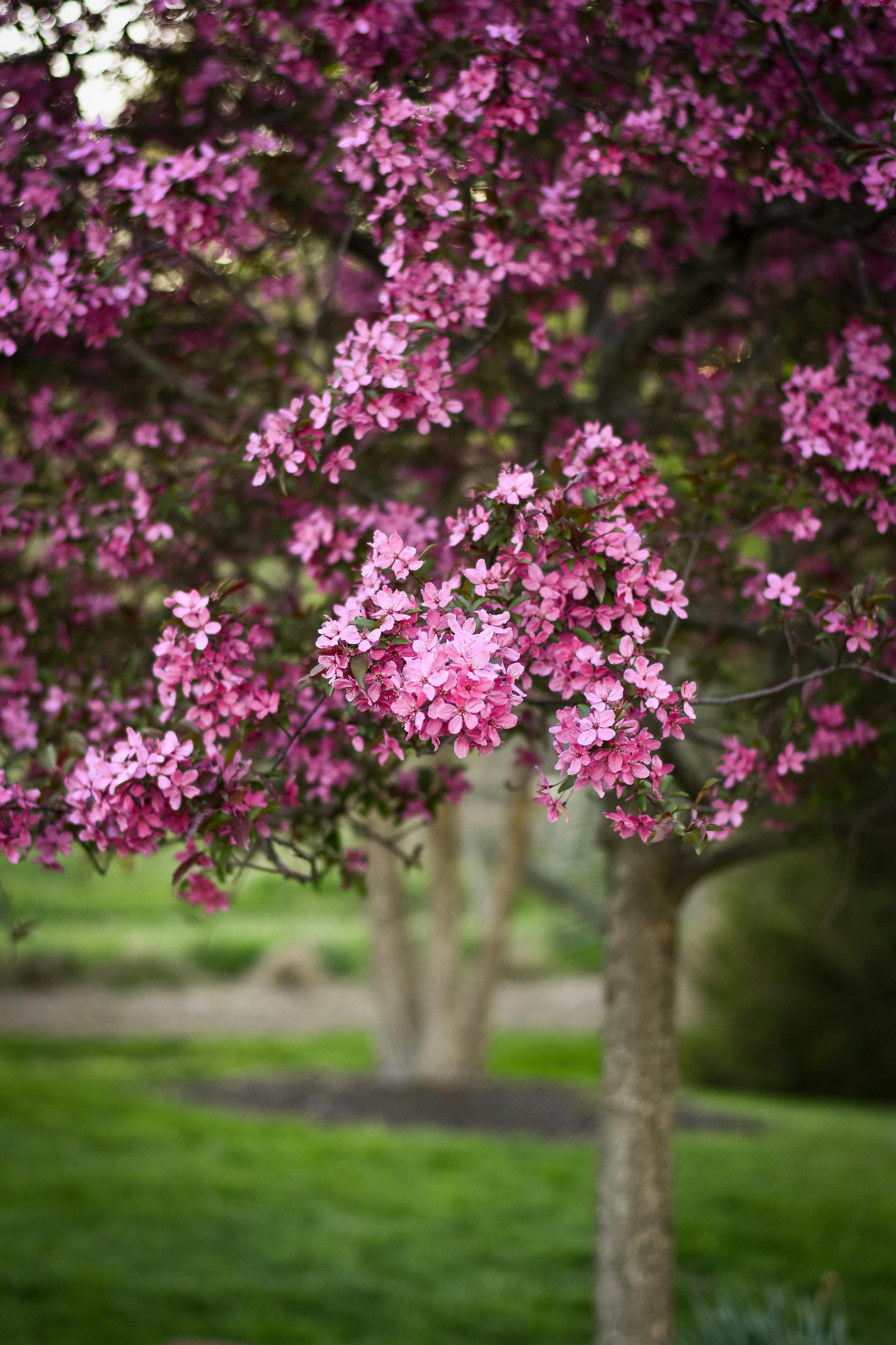 Pink Cherry Blossom Tree · Free Stock Photo