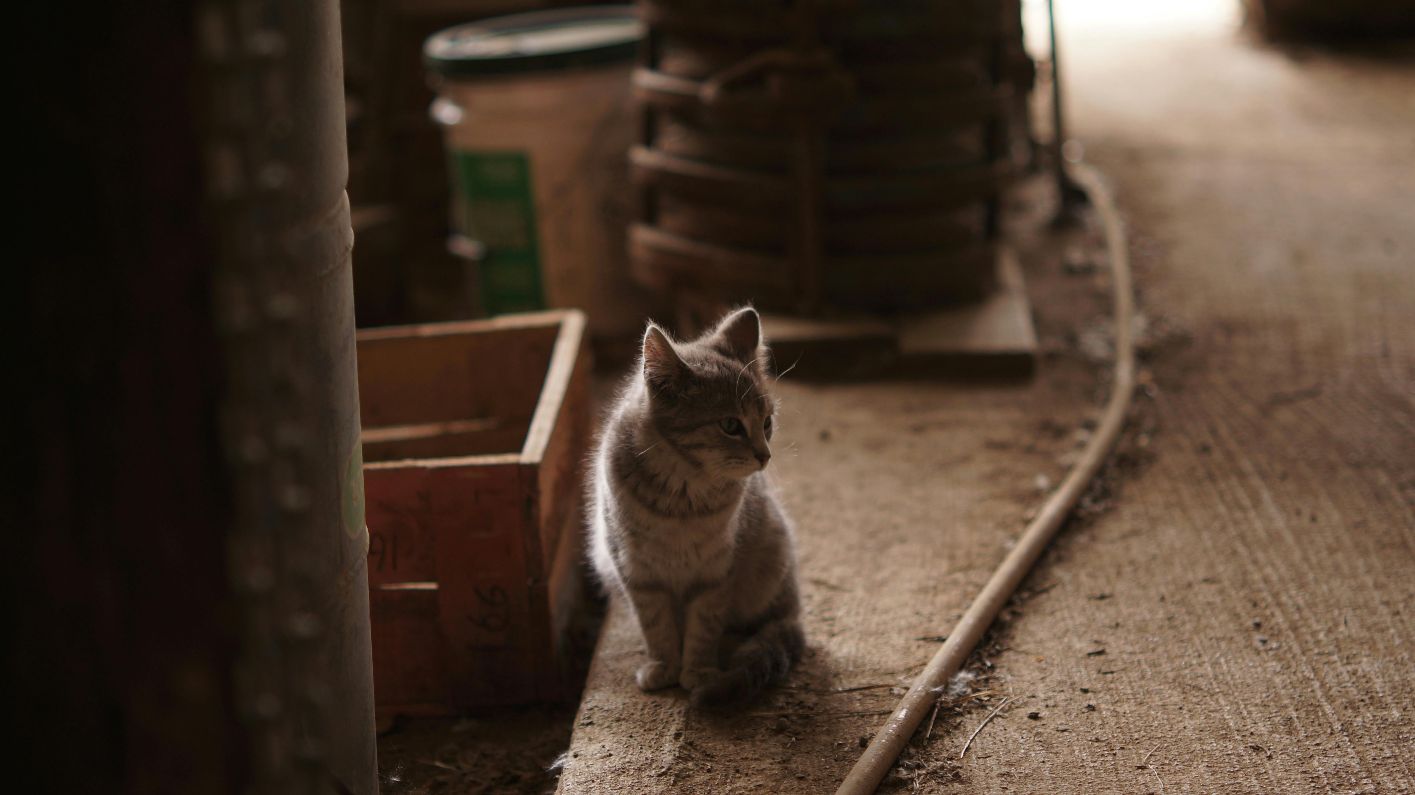 A Cat Sitting Alone on the Street · Free Stock Photo