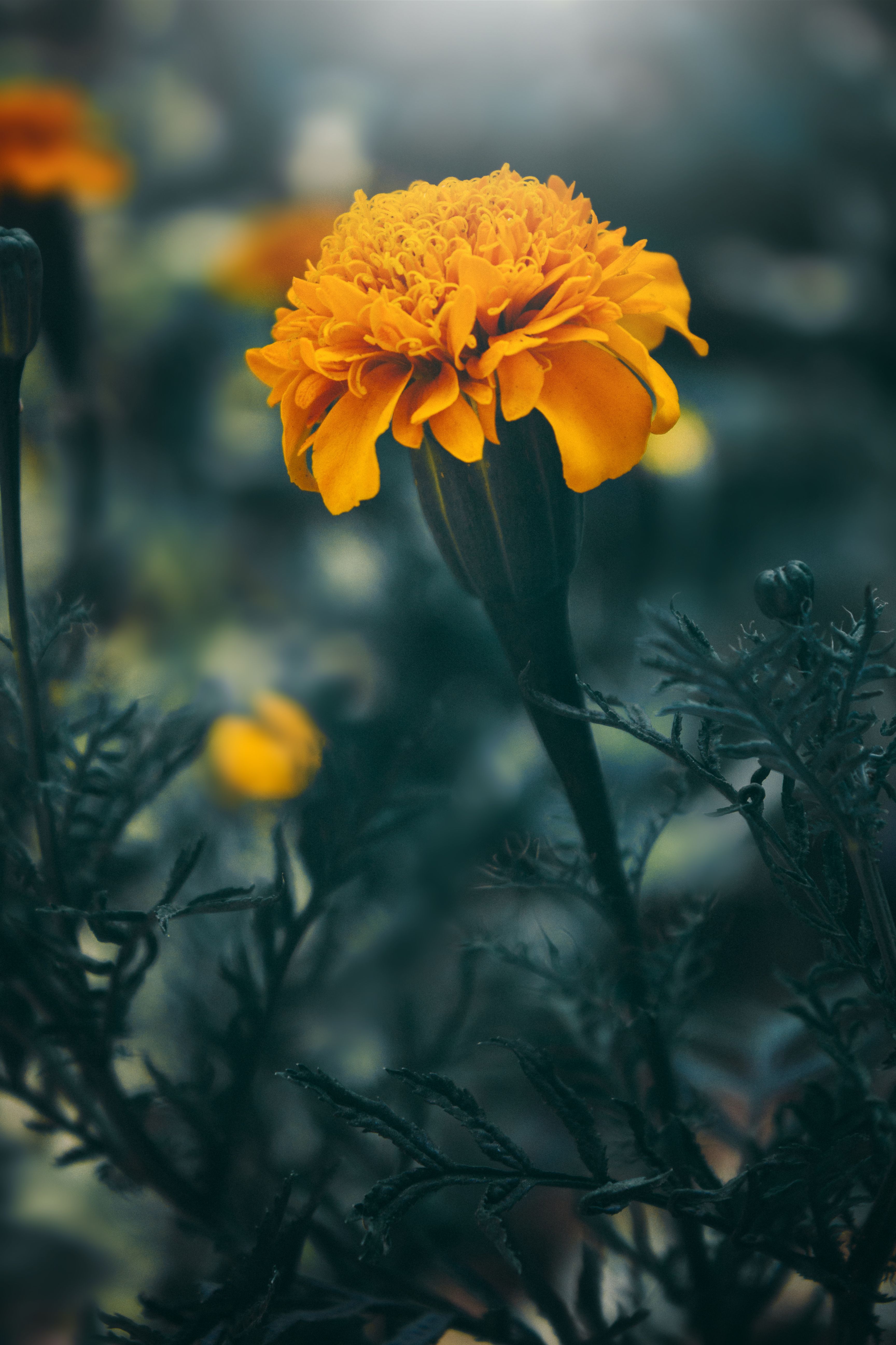 Aztec Marigold Flower Field · Free Stock Photo