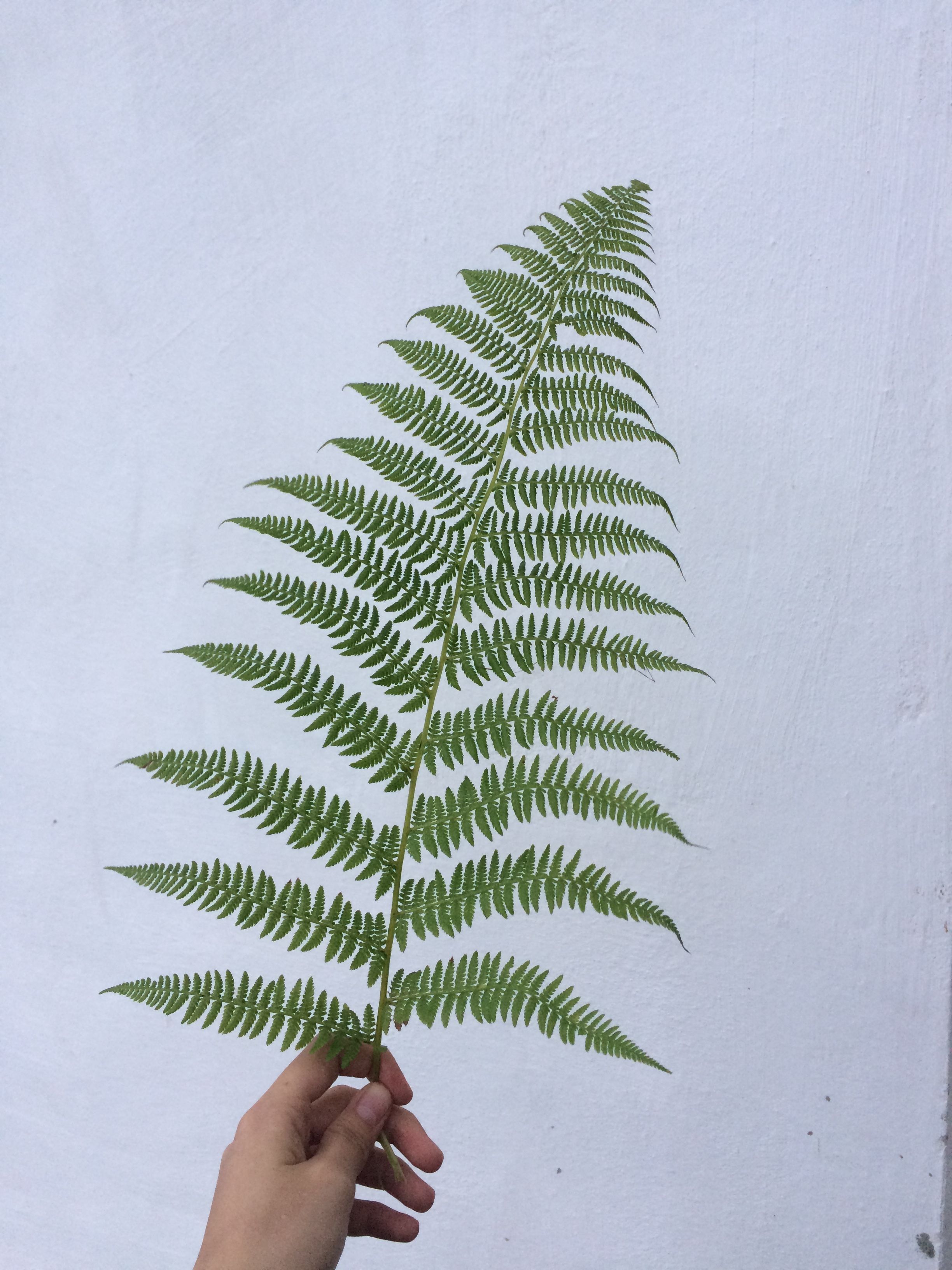 Person Holding Green Fern · Free Stock Photo