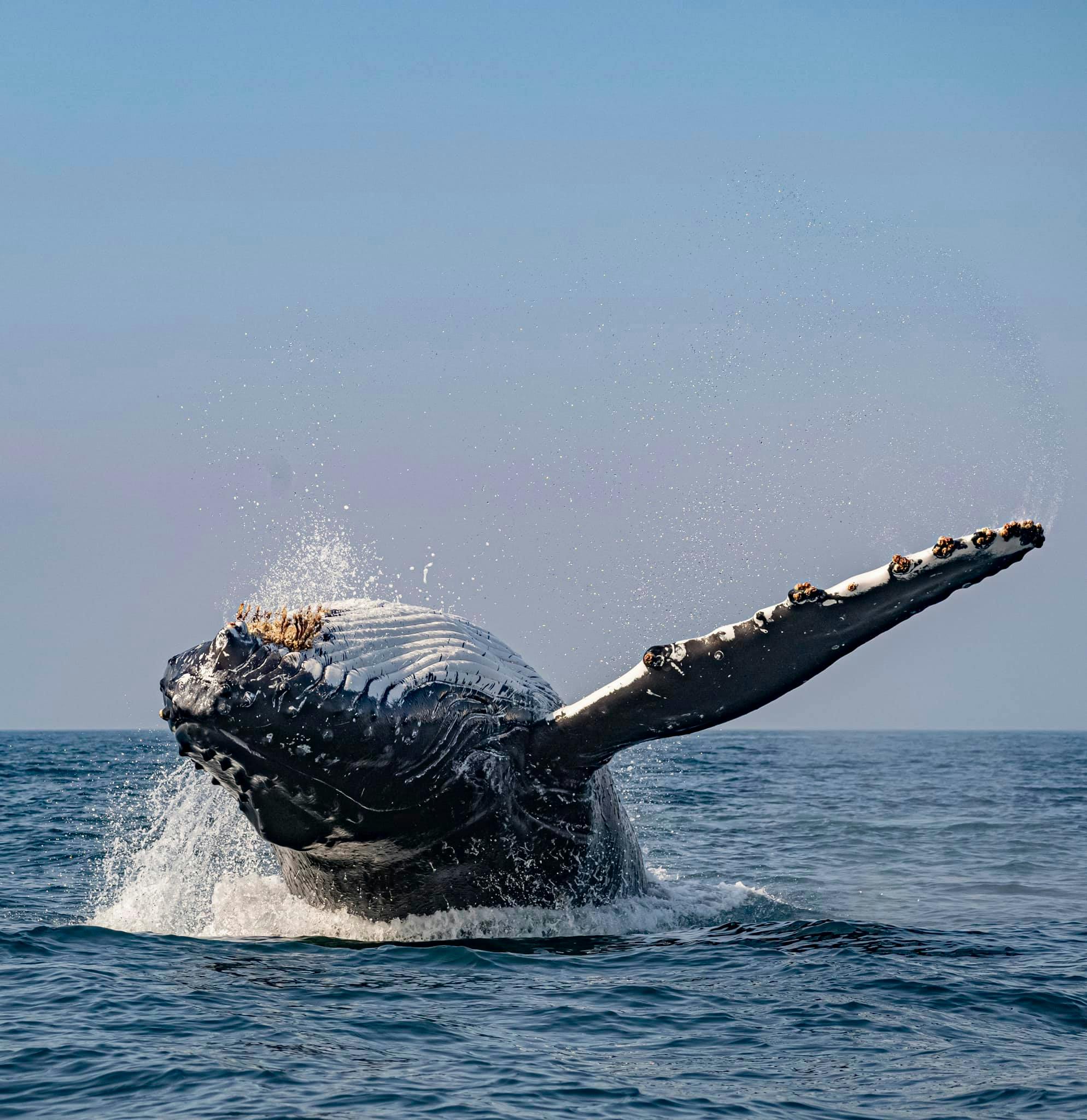 Whale Jumping Above Sea Water · Free Stock Photo