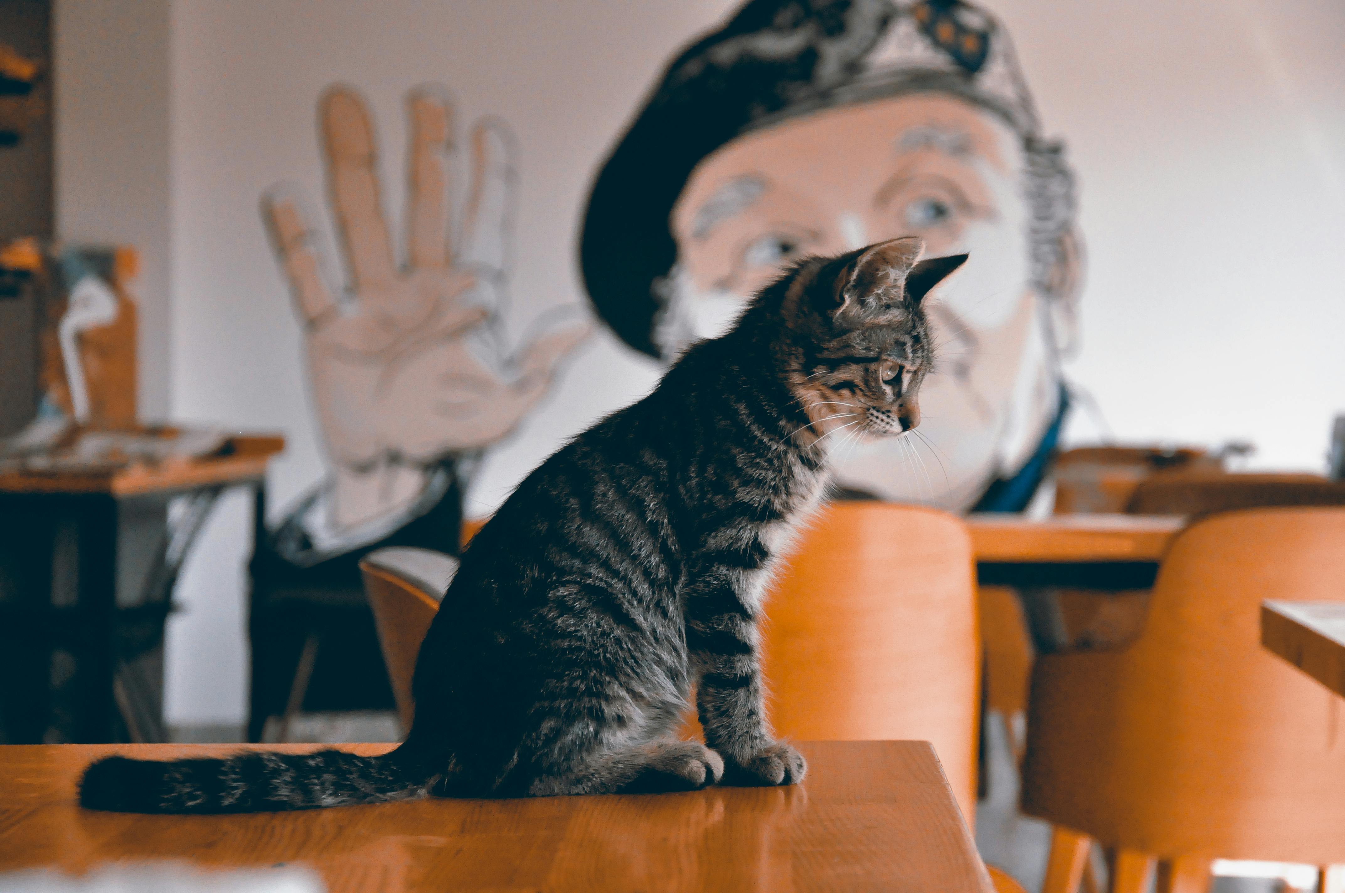 A Cat on a Table · Free Stock Photo