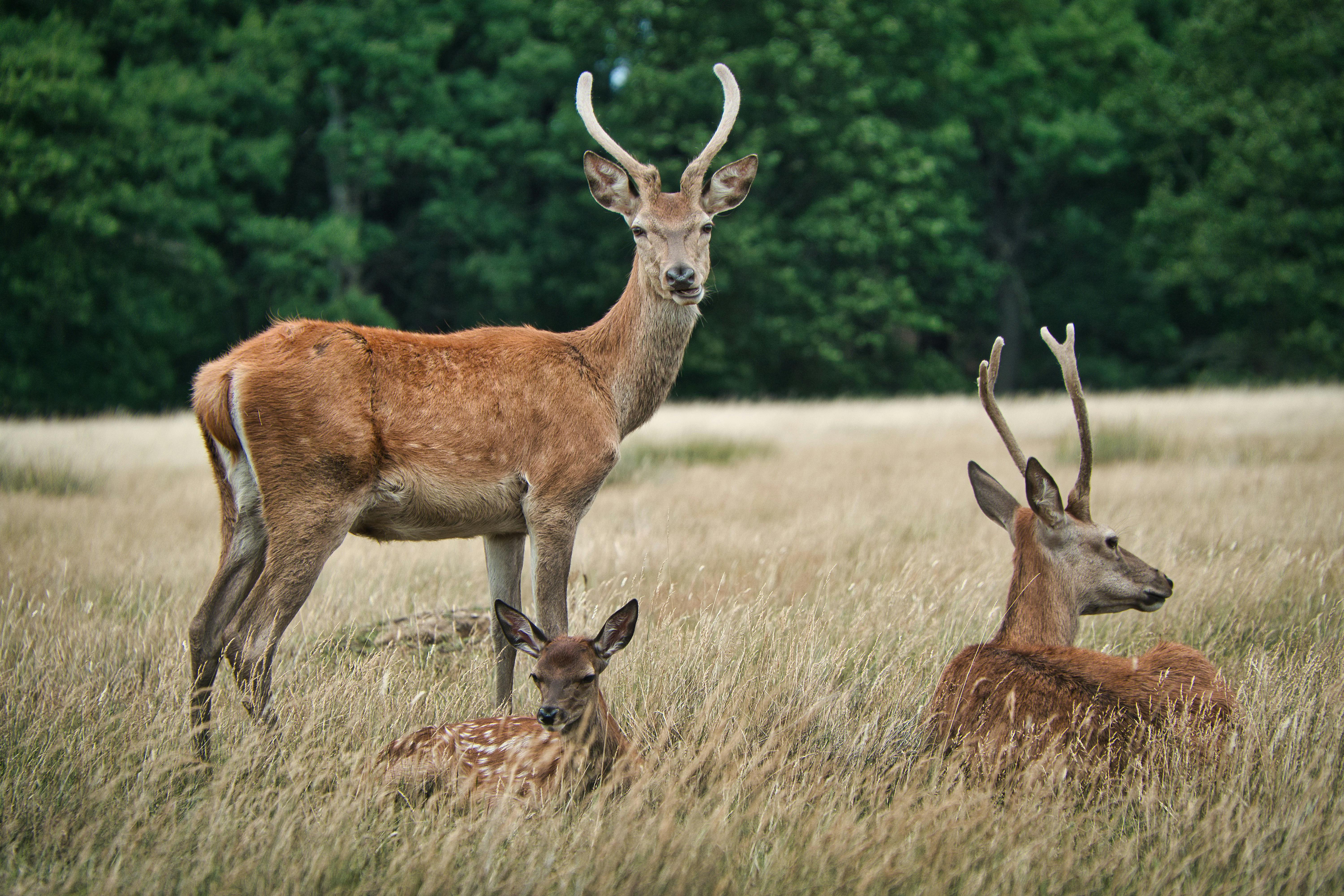 Deer in a Field · Free Stock Photo