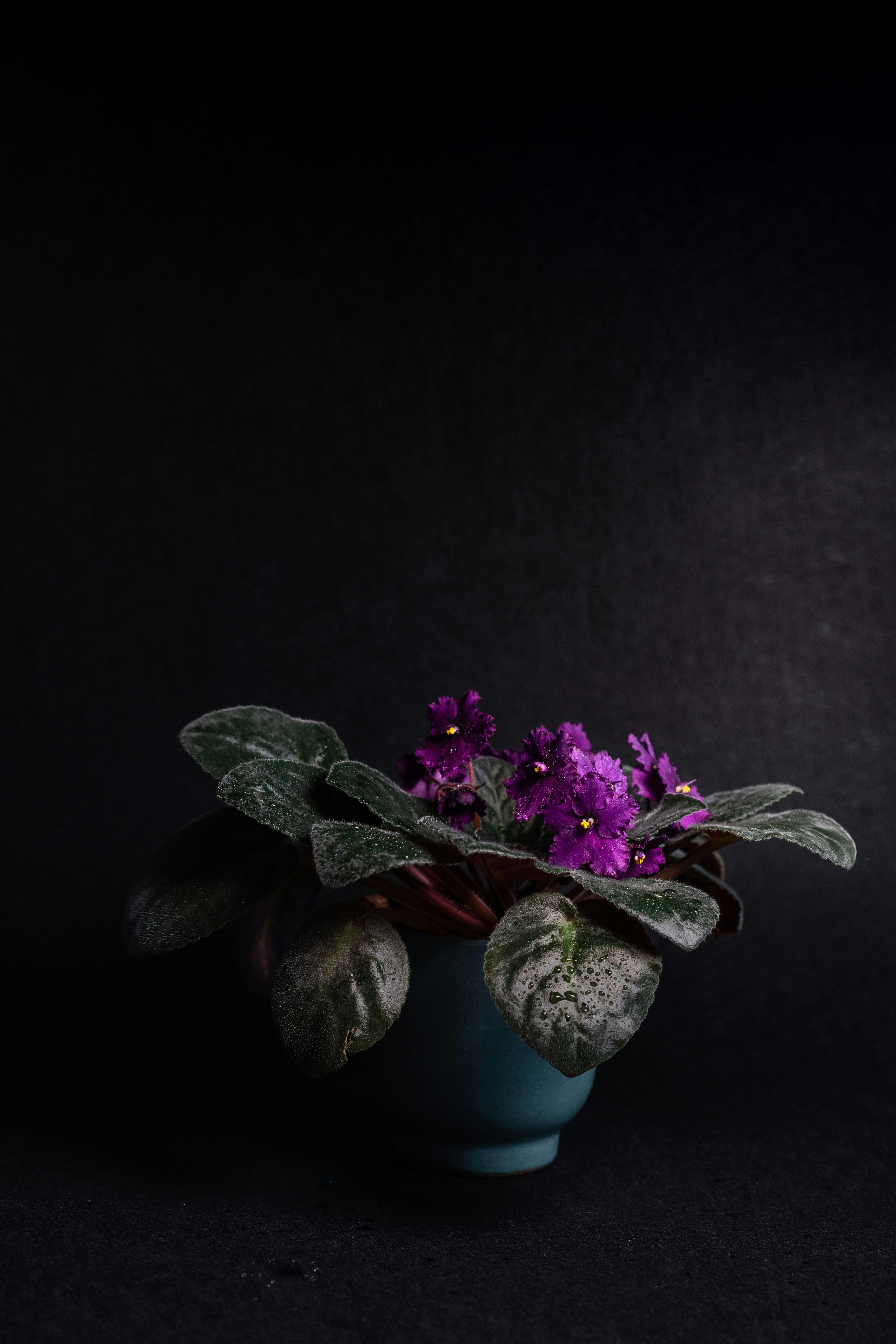 100,000+ Best Plant Photography Photos · 100% Free Download · Pexels ...