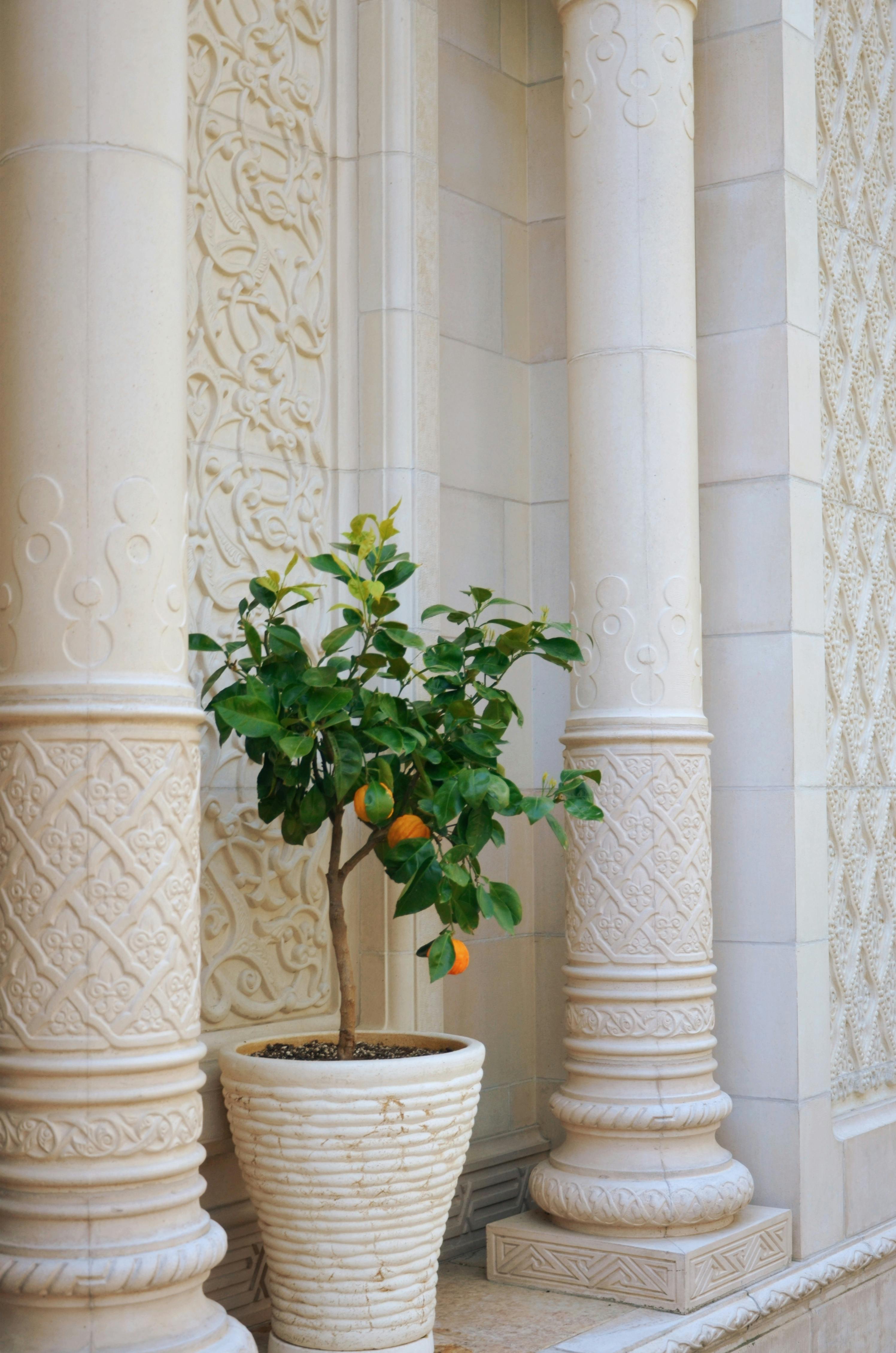 Lemon Tree on White Clay Pot Between White Columns · Free Stock Photo
