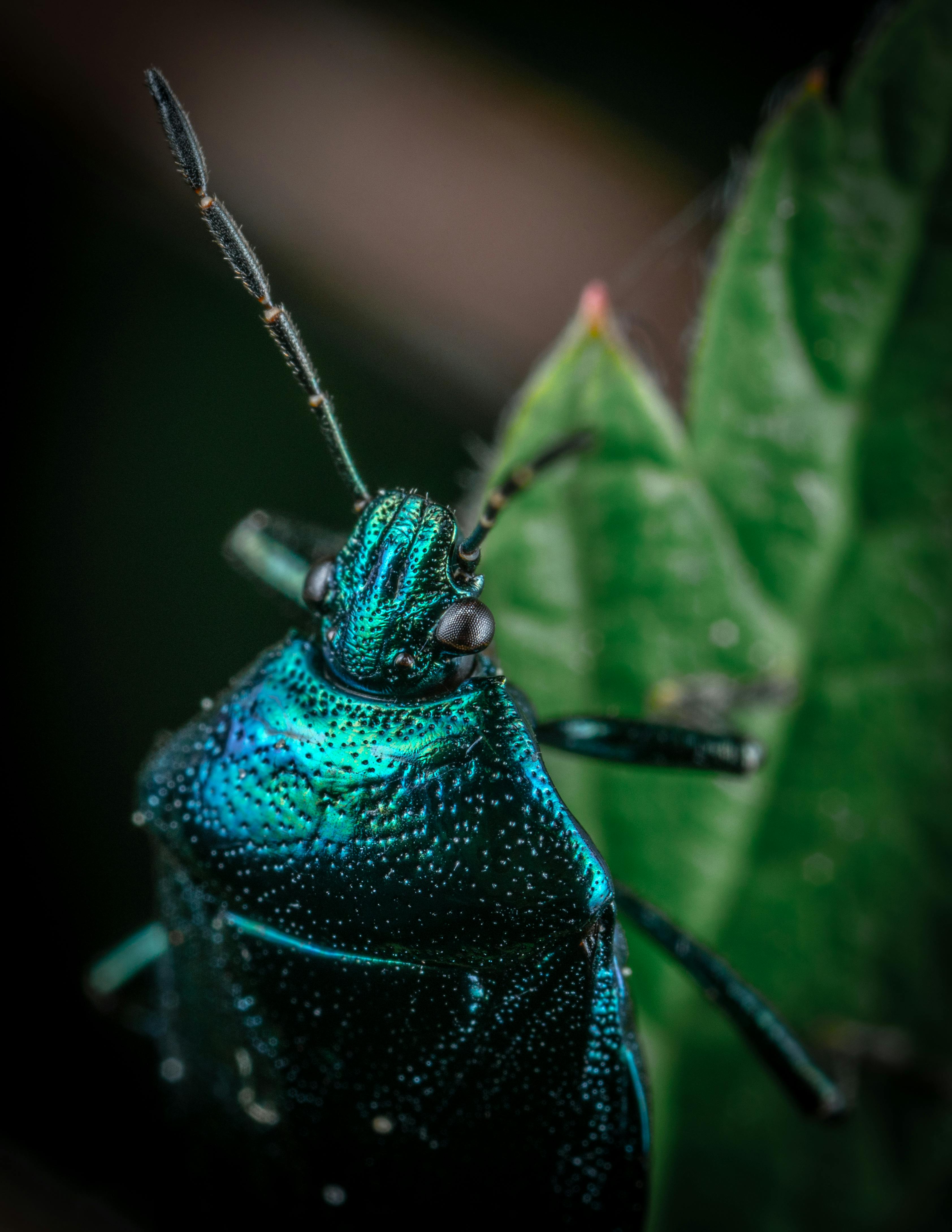 Blue Beetle on Green Leaf in Close Up Photography · Free Stock Photo