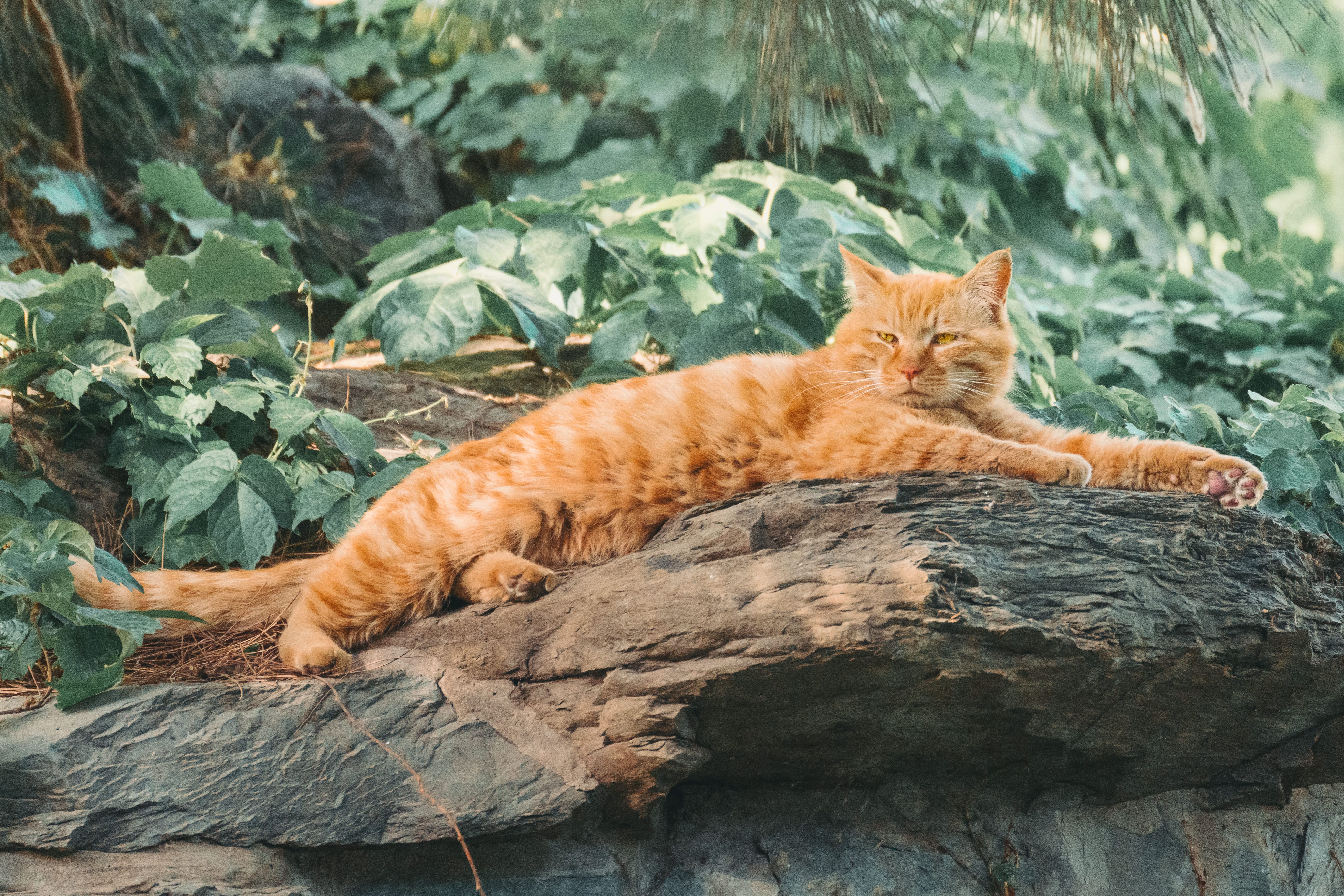 Orange Tabby Cat · Free Stock Photo