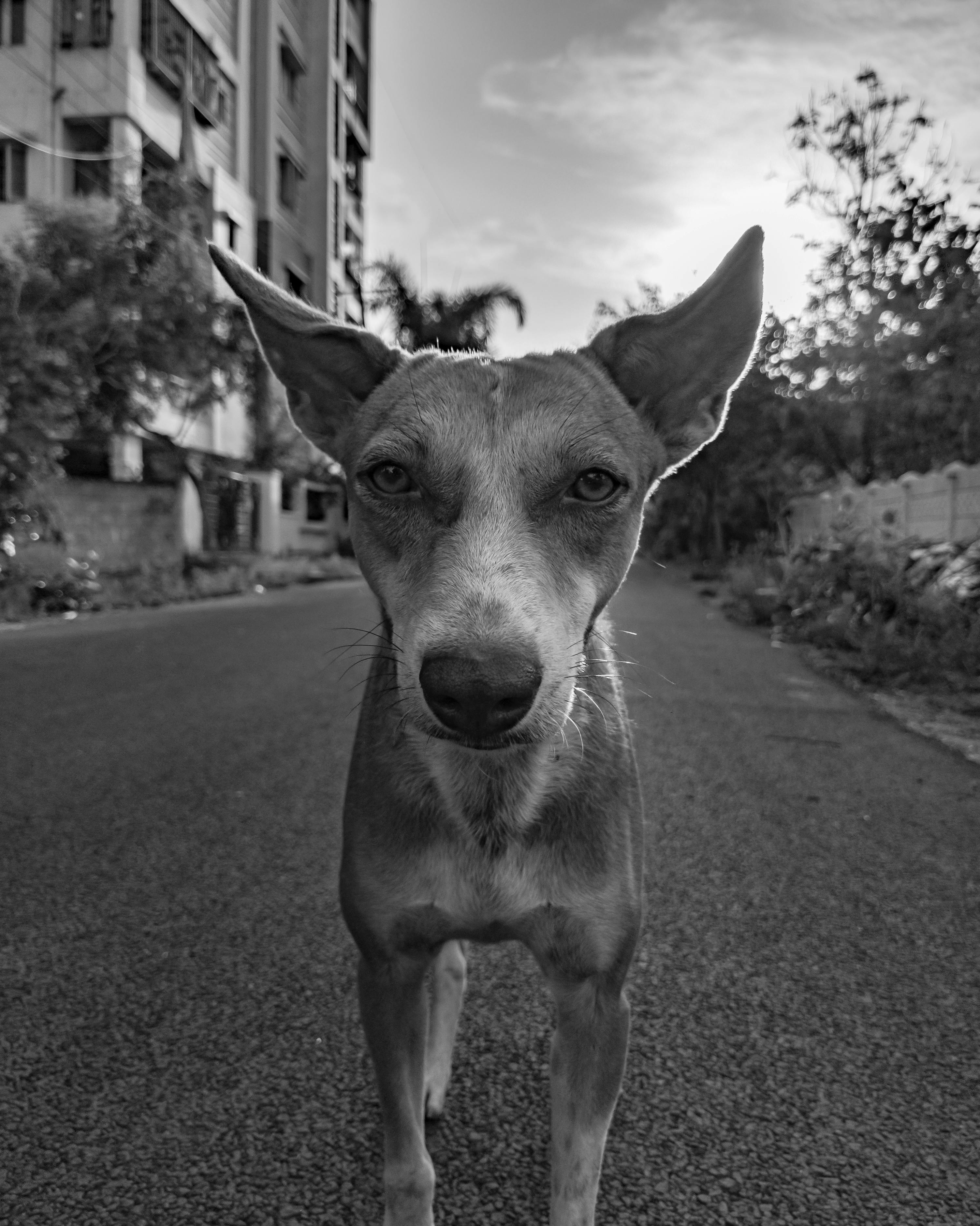 Grayscale Photo of a Dog · Free Stock Photo